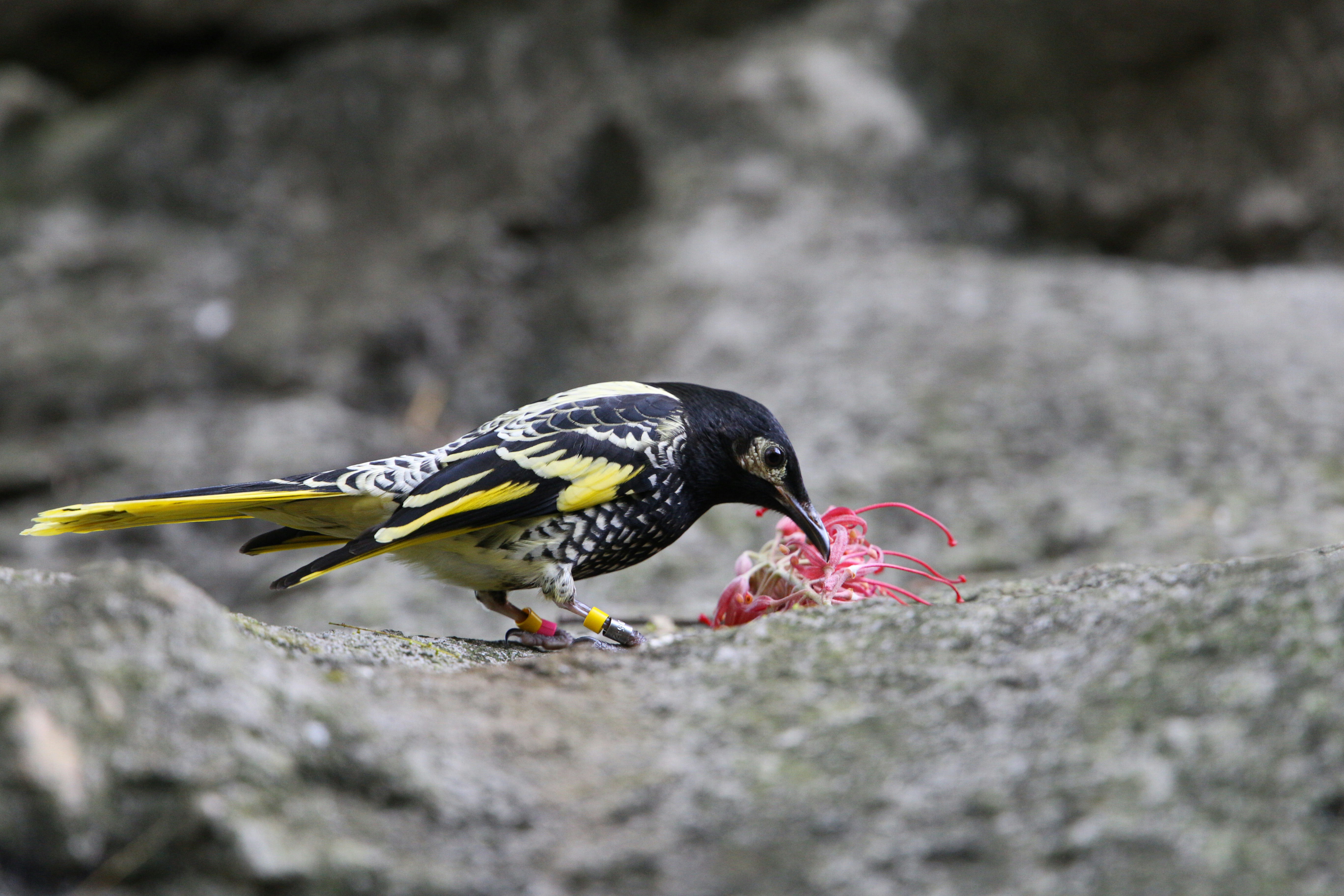 A vibrant bird with striking yellow and black plumage forages among rocky terrain, inspecting a delicate pink flower. The scene captures the harmony of wildlife and nature.