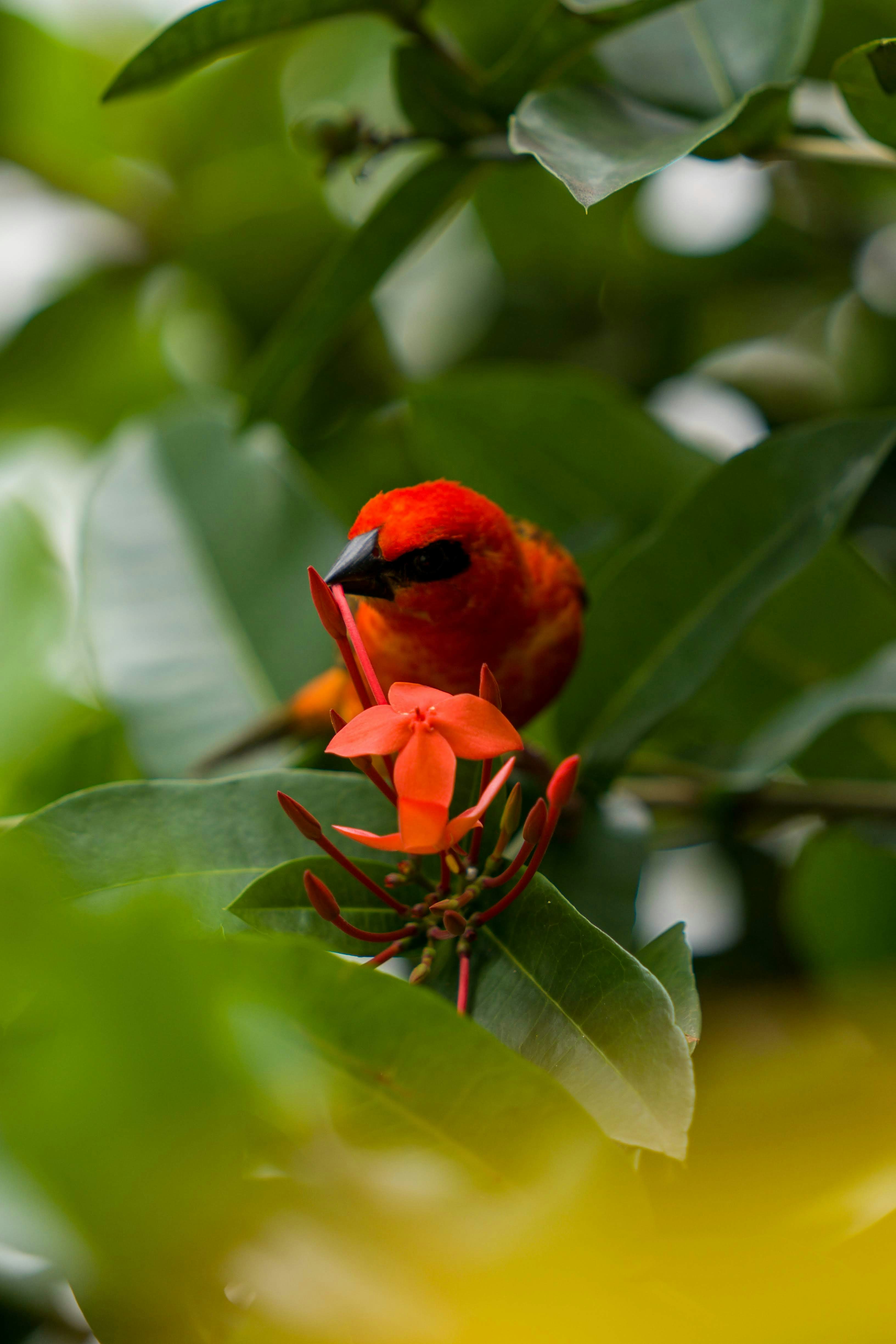 Crimson Sunbird Amid Coral Bloom: A Burst of Color and Detail