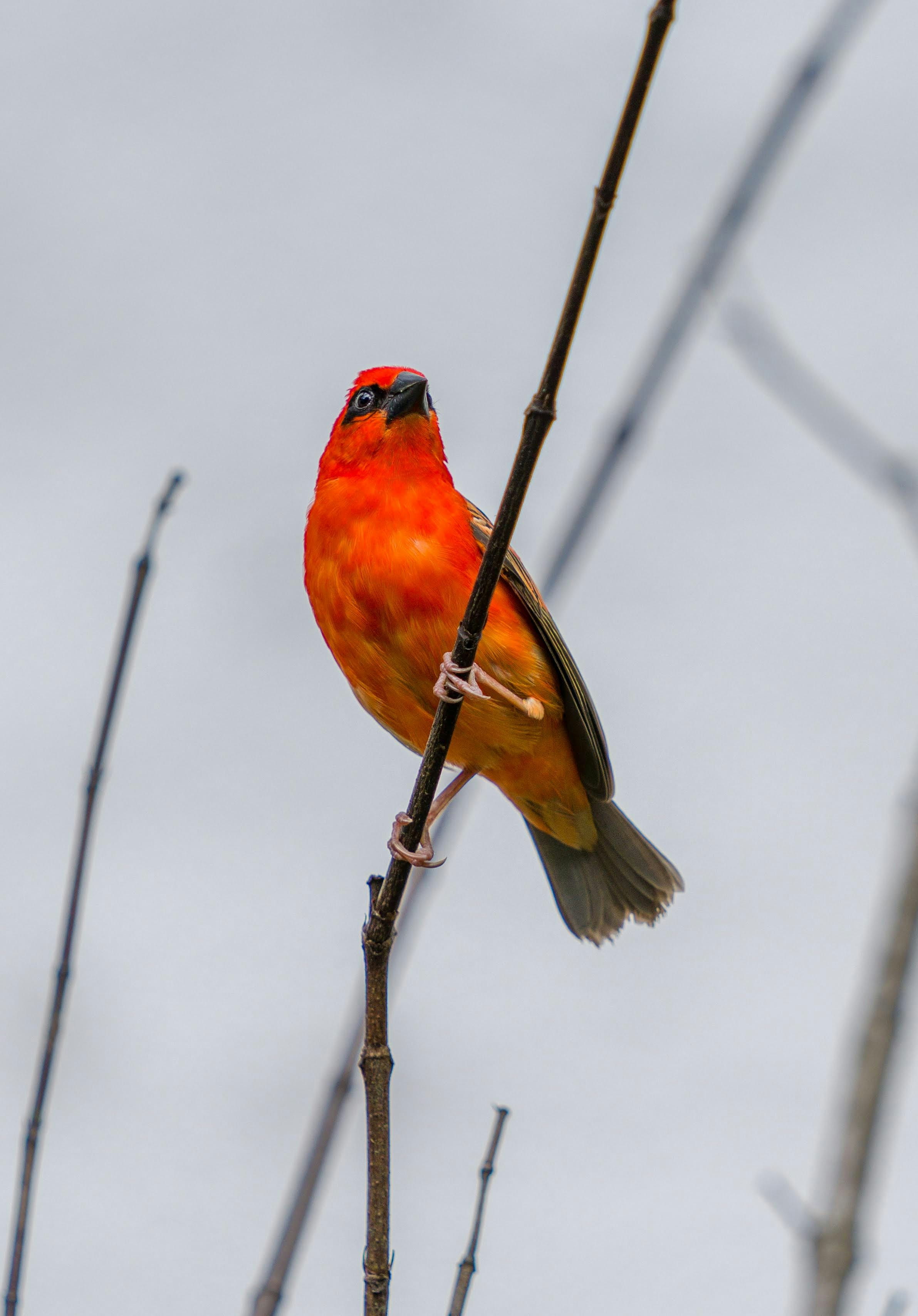 a bird sitting on a branch