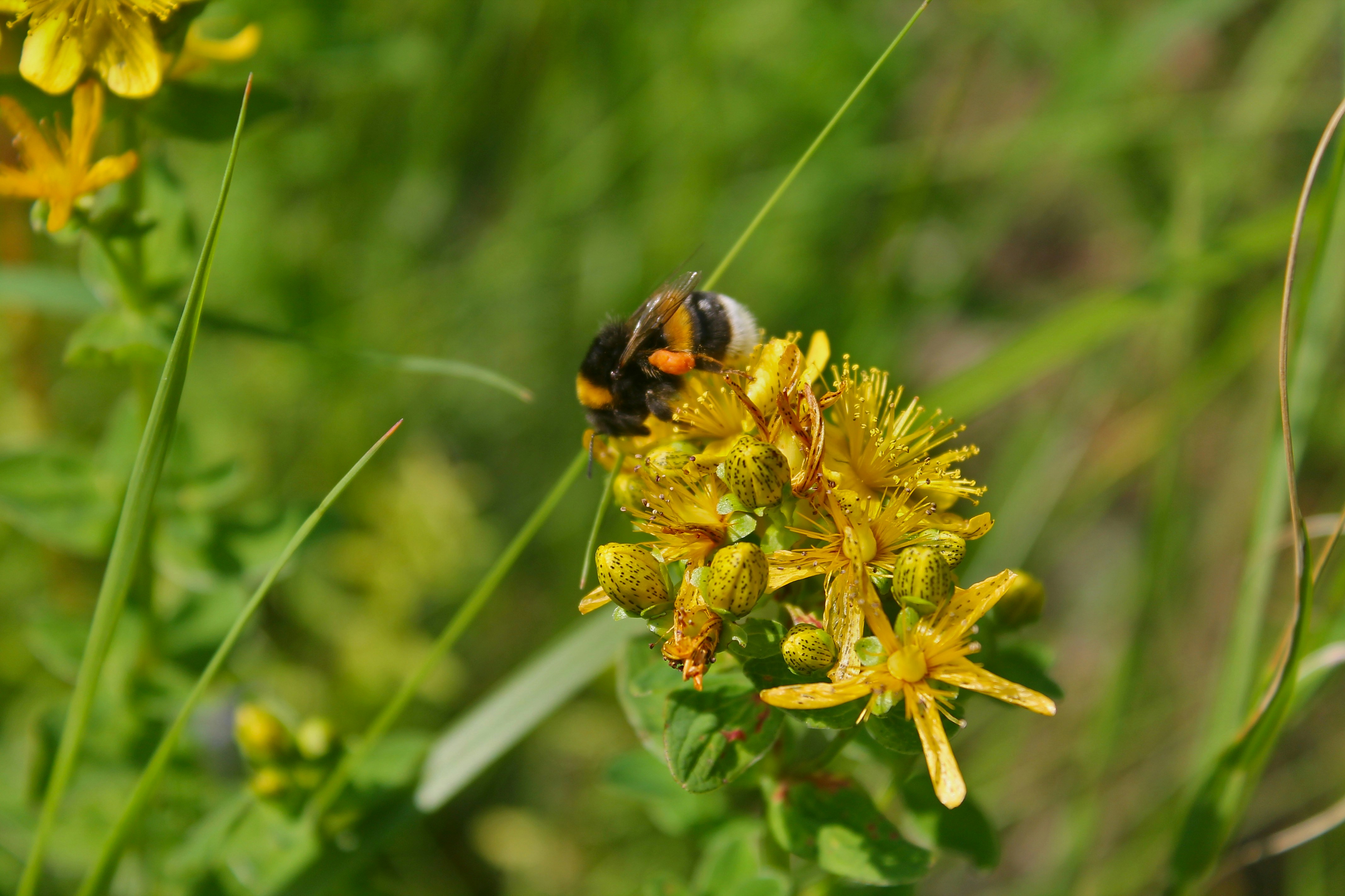 a bee on a flower