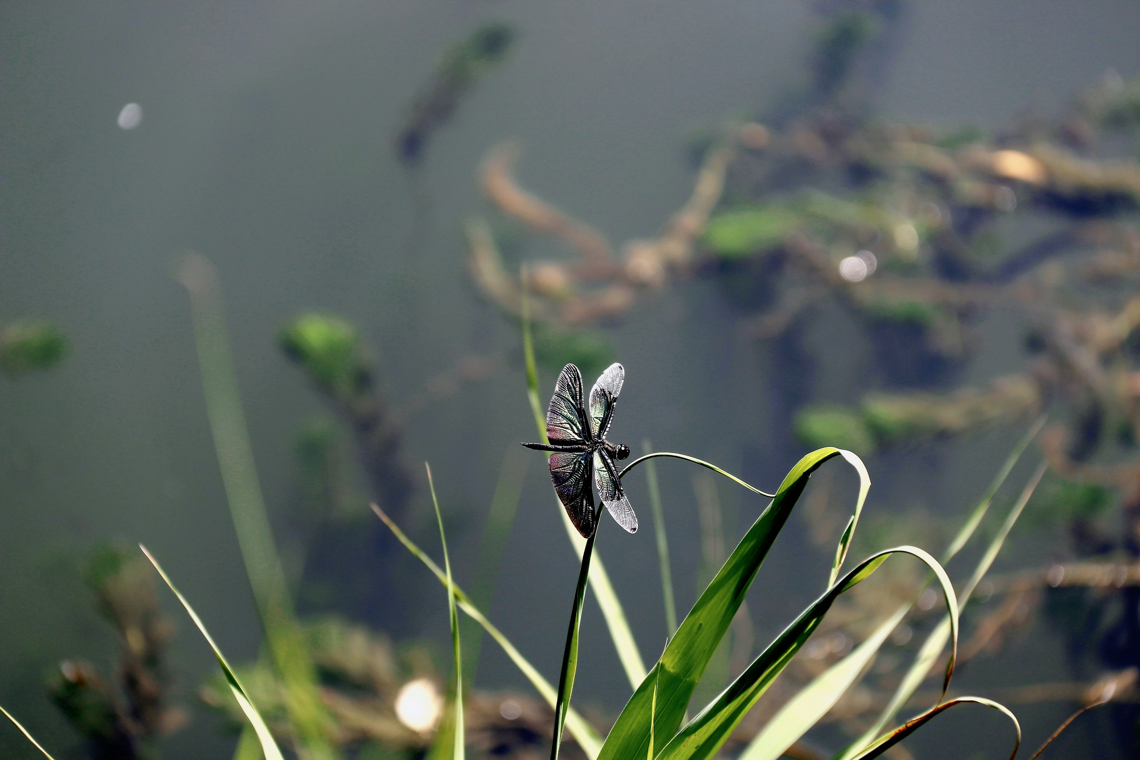 a butterfly on a plant
