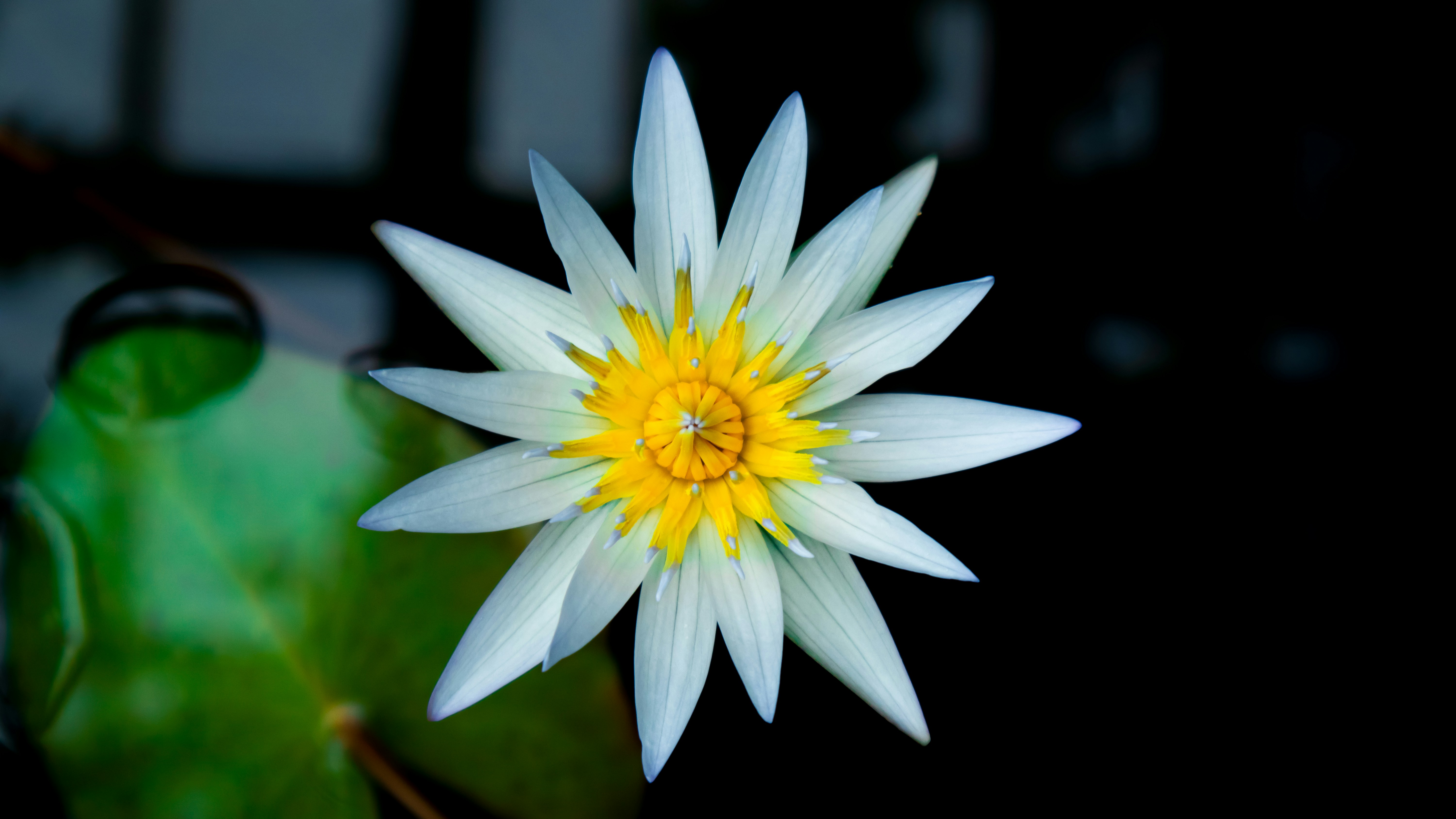 White flower with a vibrant yellow center against a dark background.