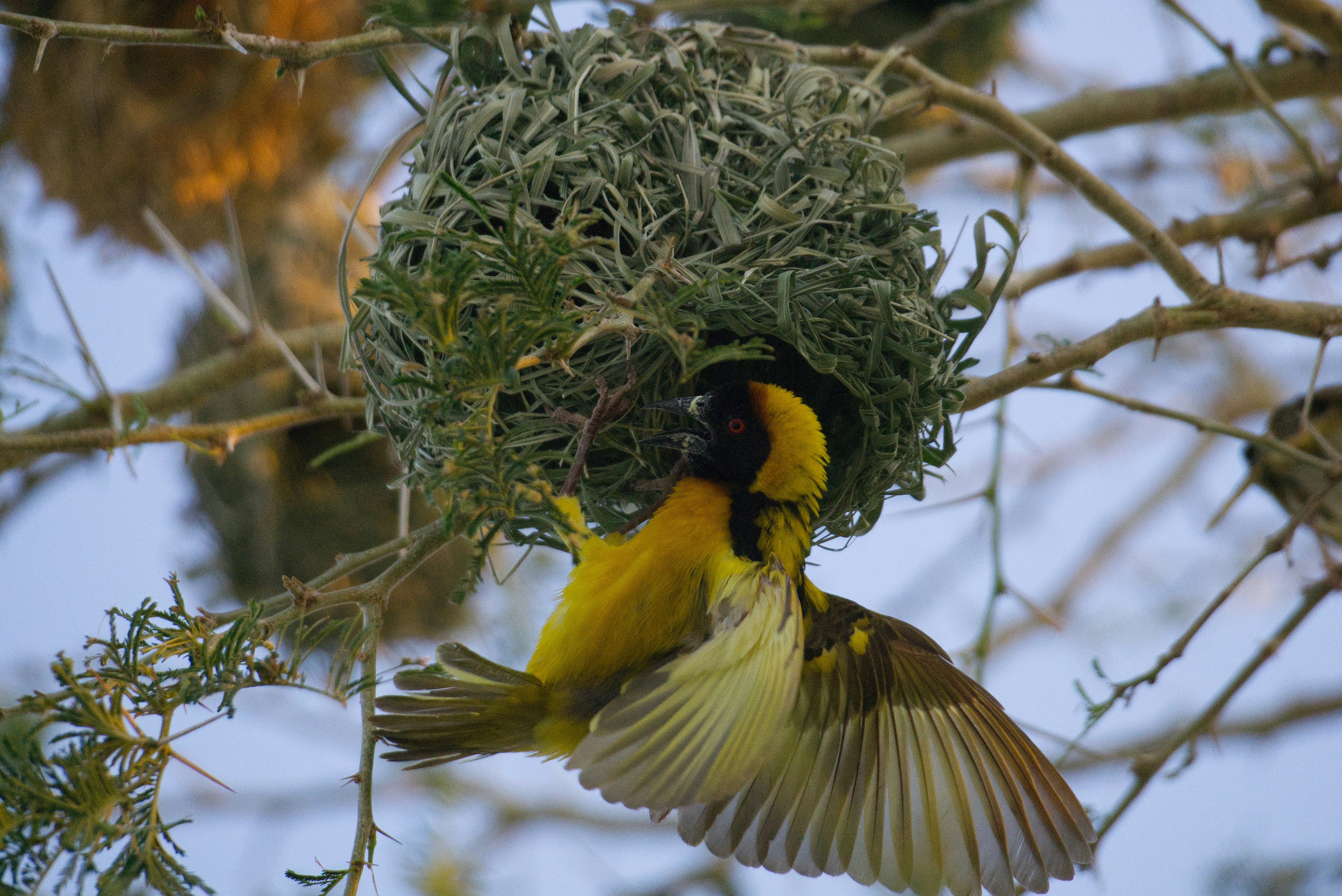weaver bird making its nest in an acacia tree