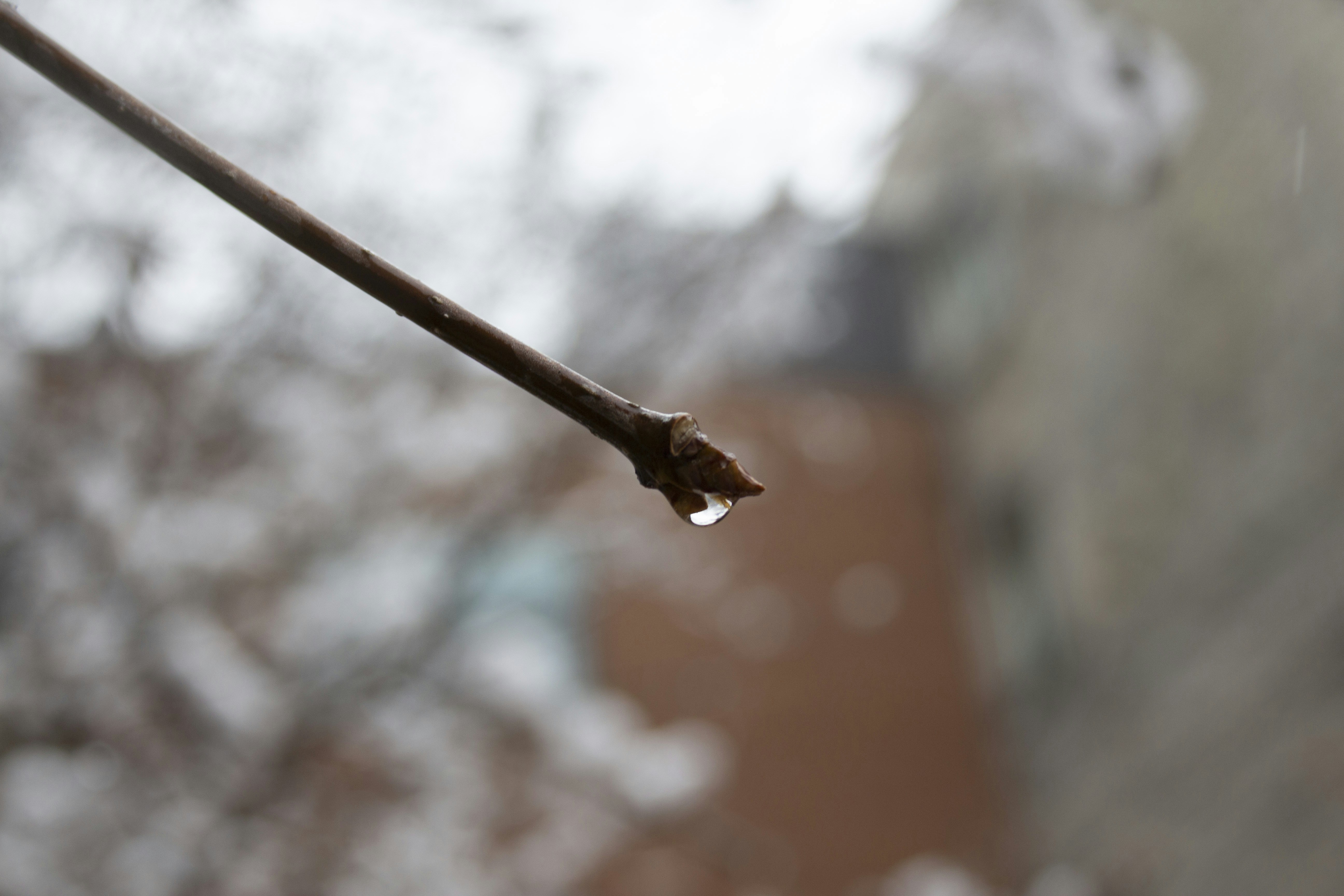 Drip at the End of a Frost-Veined Twig
