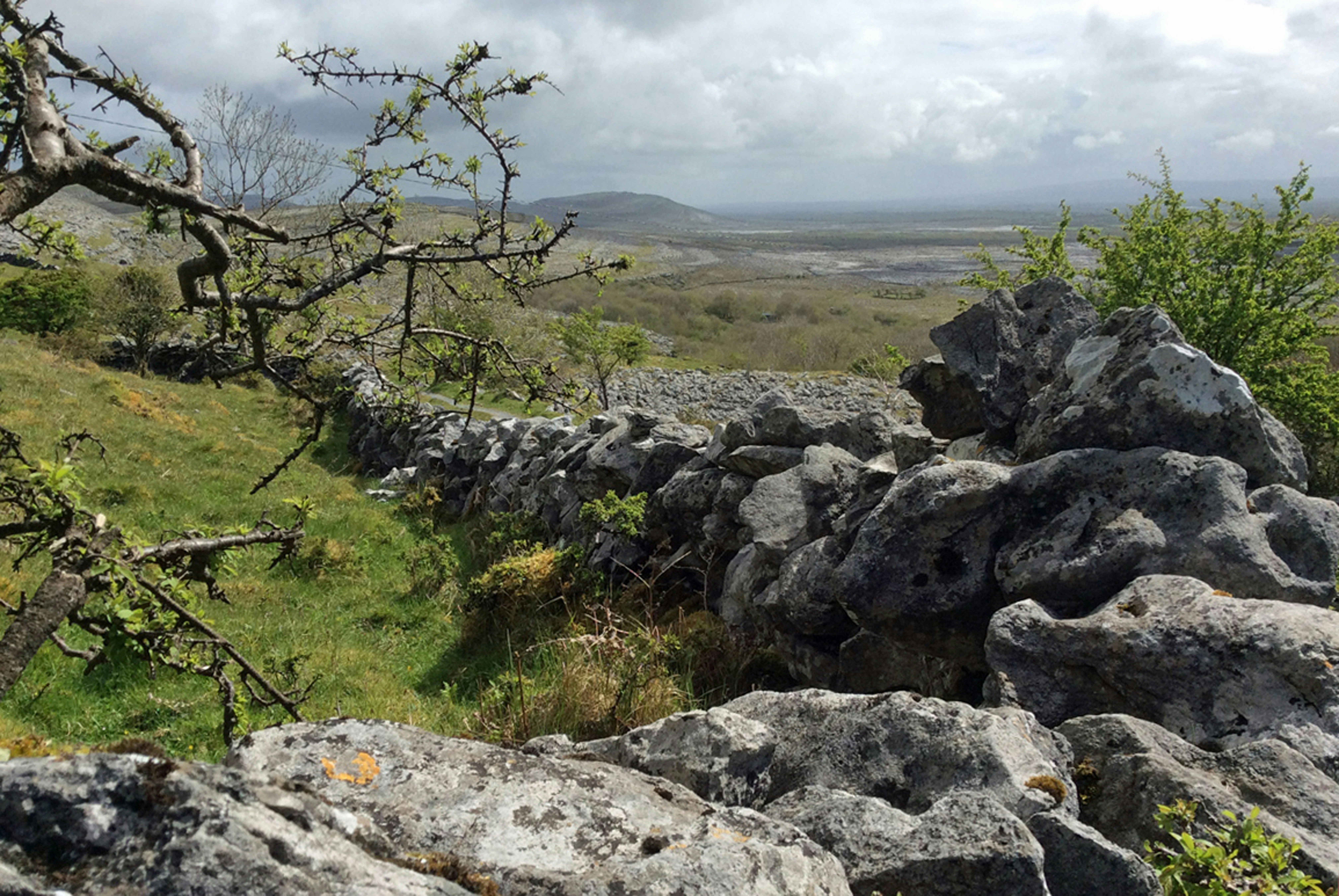 a rocky area with trees and grass