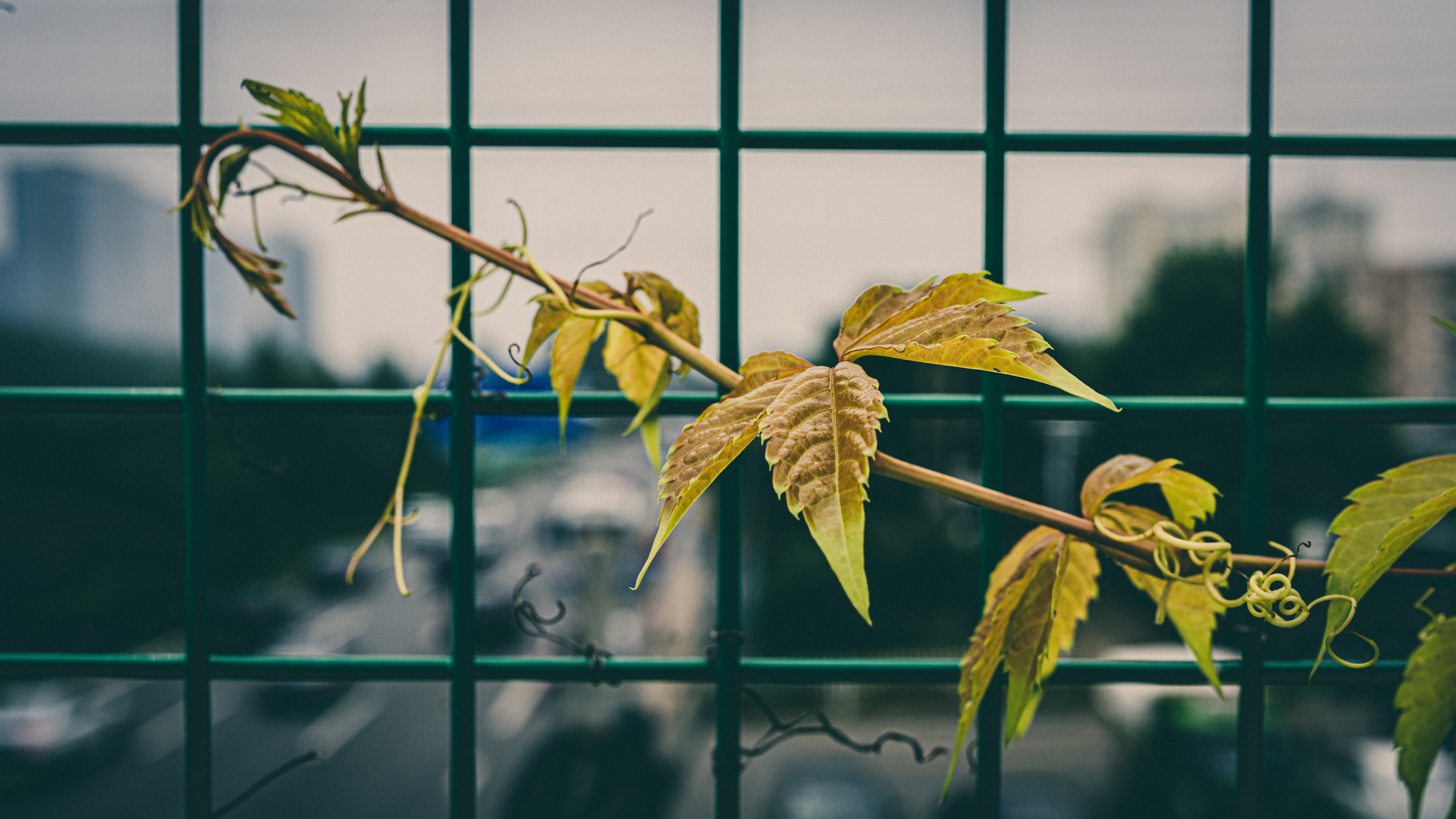 Vine's Quiet Pause on a City Fence