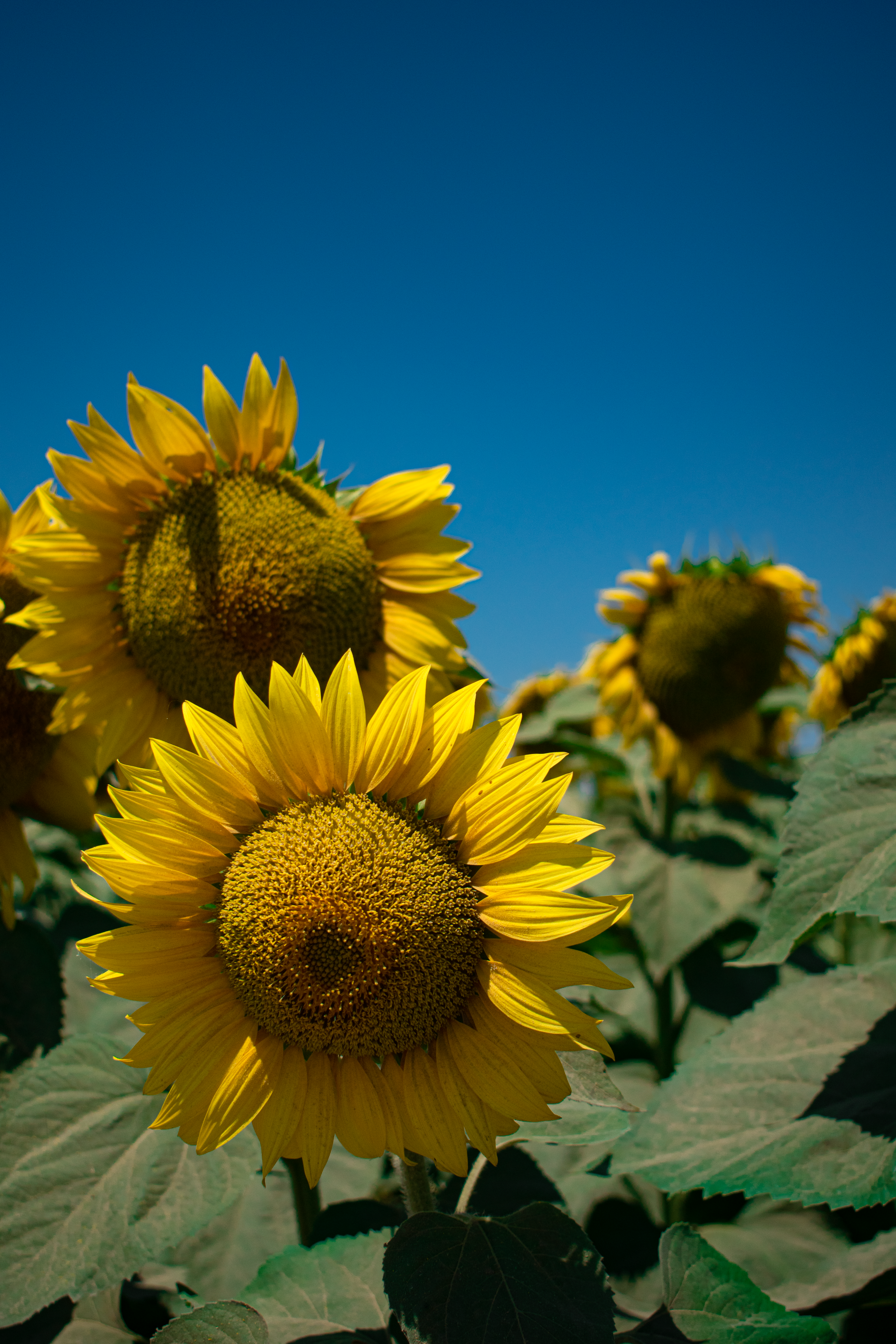 A group of sunflowers photo – Free Flower Image on Unsplash