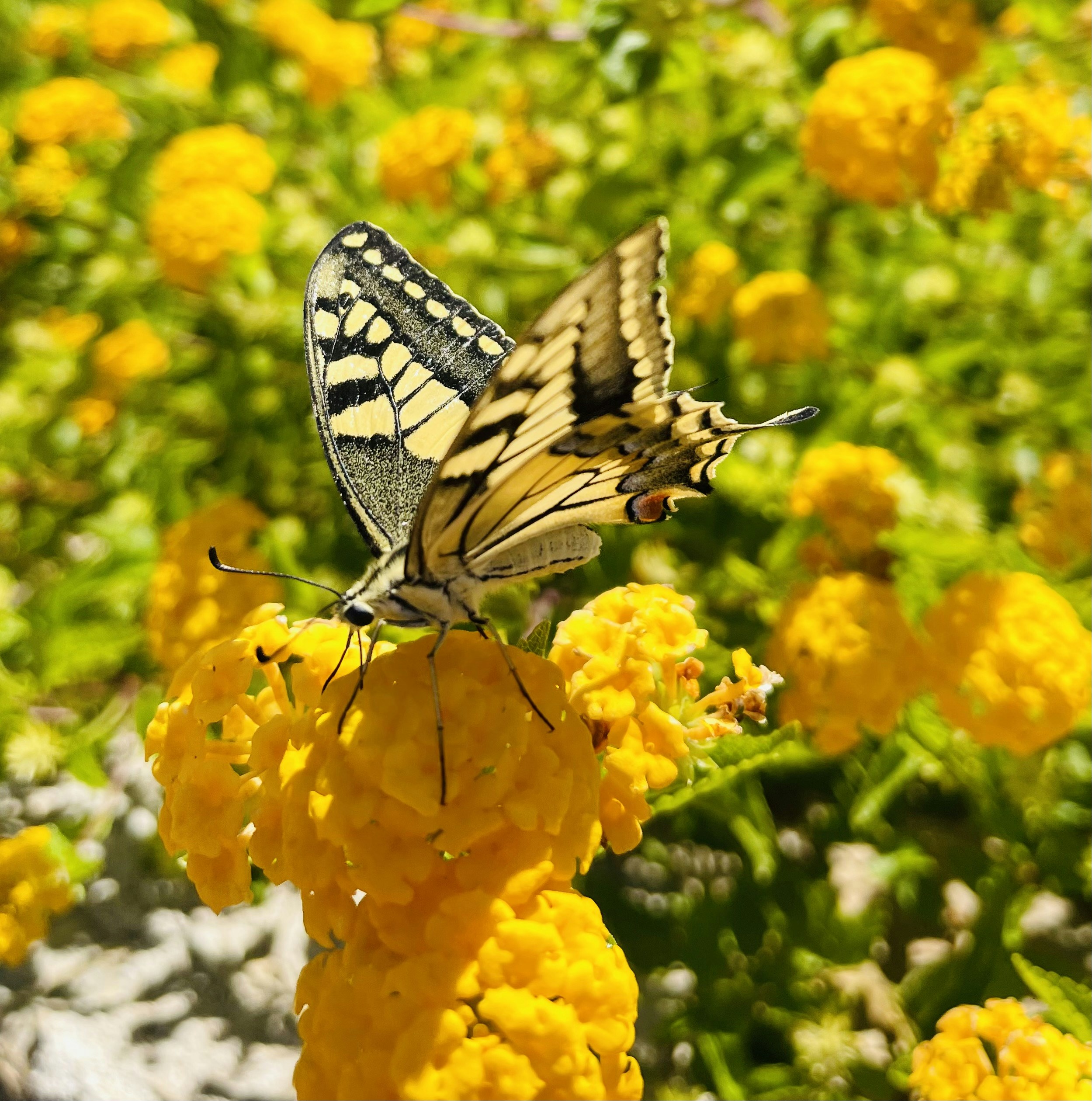 Whispers of Nature: The Butterfly's Embrace