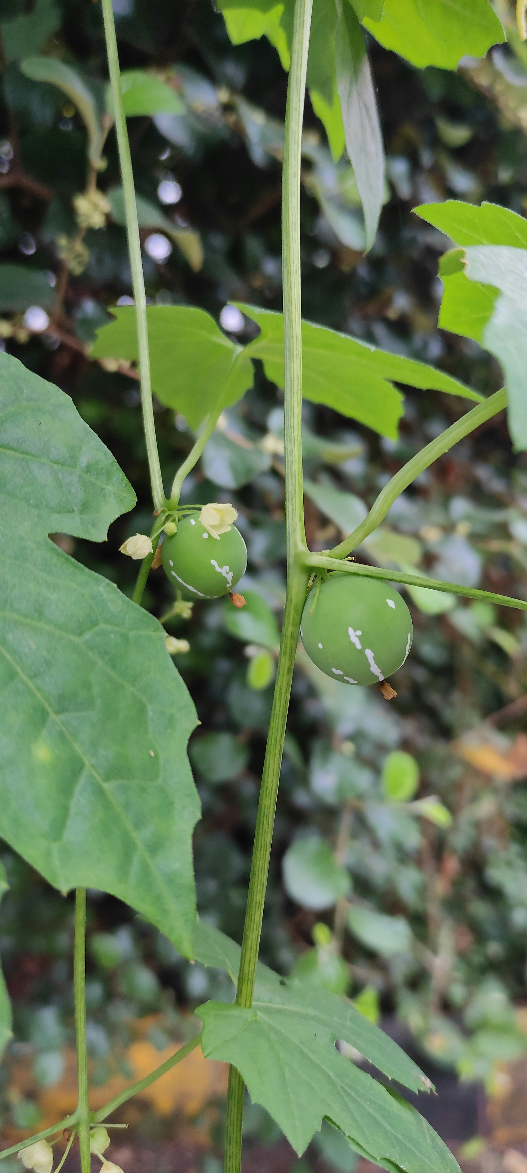 Close-up photograph of a vine with two green berries and broad leaves, highlighting slender stems and natural texture.