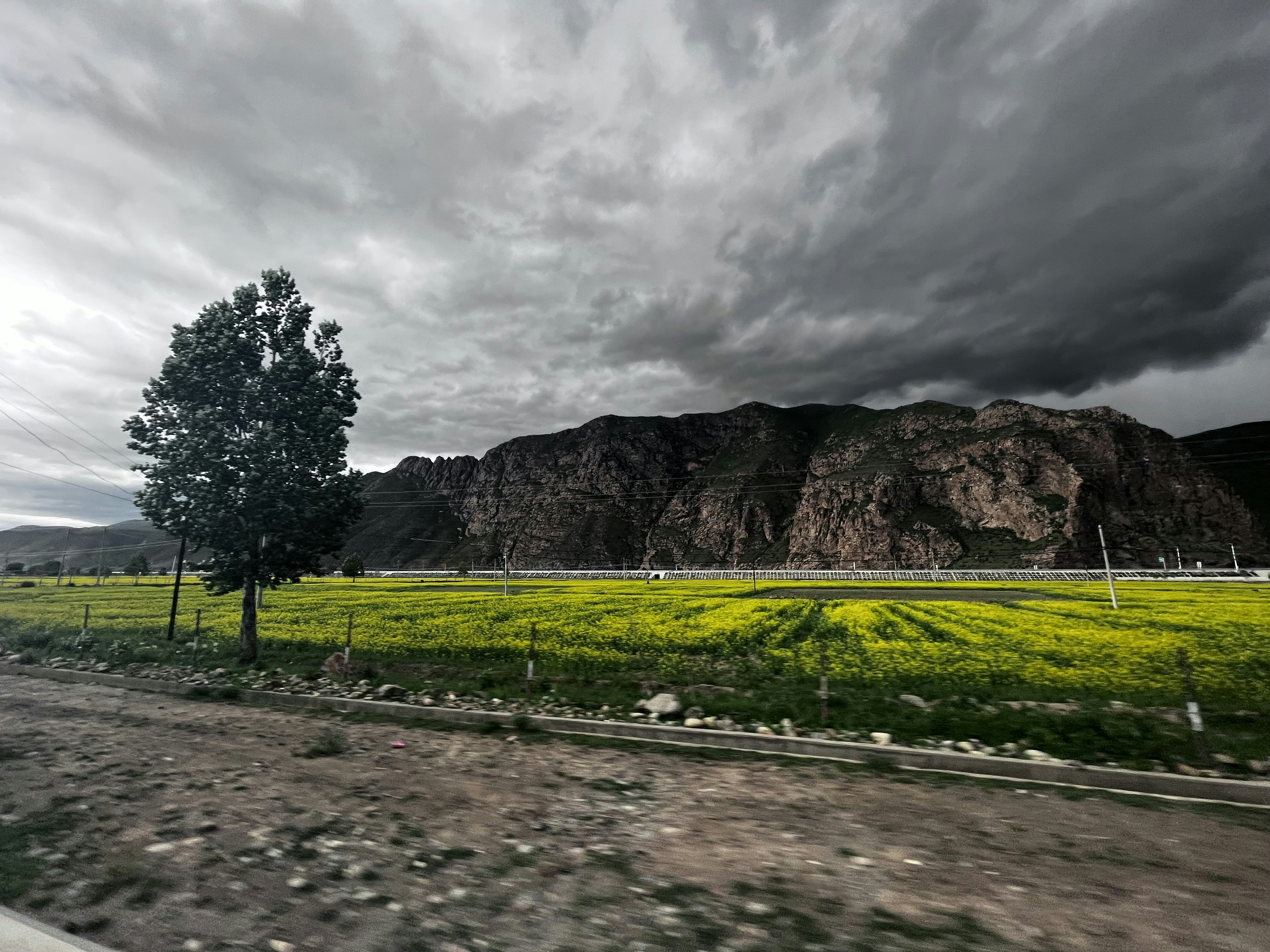 Canola Field Beneath a Looming Cliff and Storm-Gray Skies