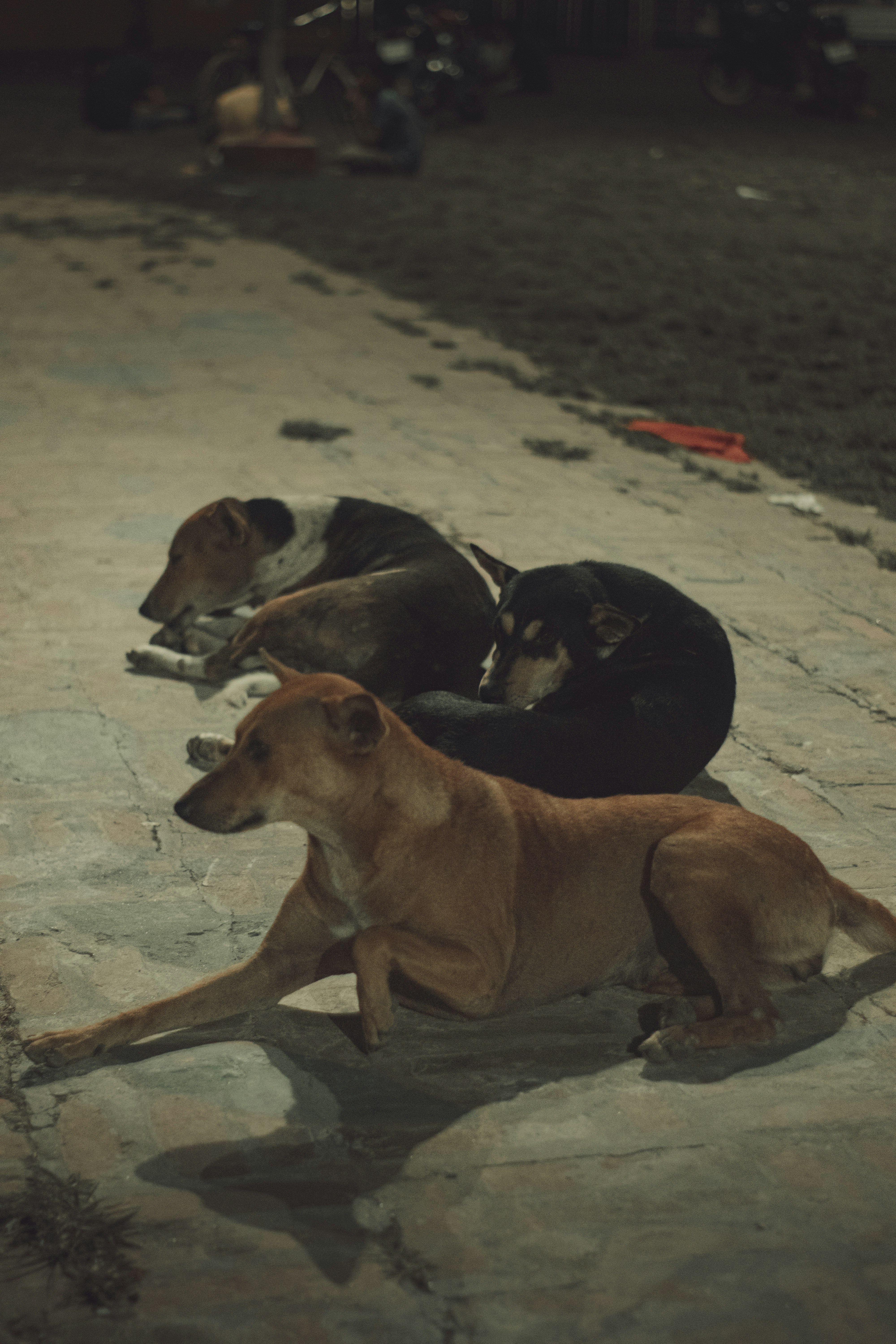A group of animals lying on the ground photo – Free Grey Image on Unsplash