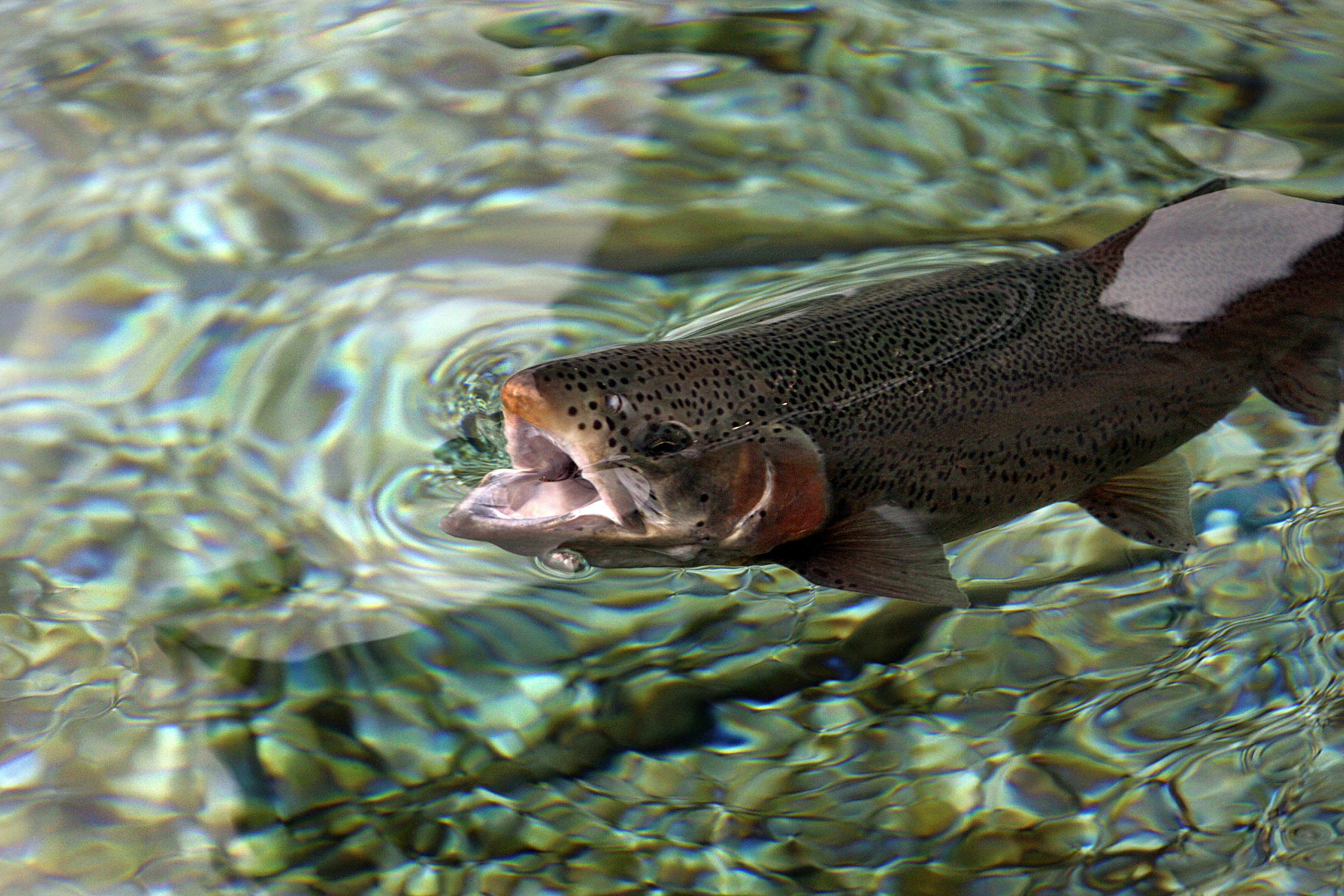 Rainbow trout gliding gracefully through crystal-clear water, showcasing its vibrant colors and intricate patterns.