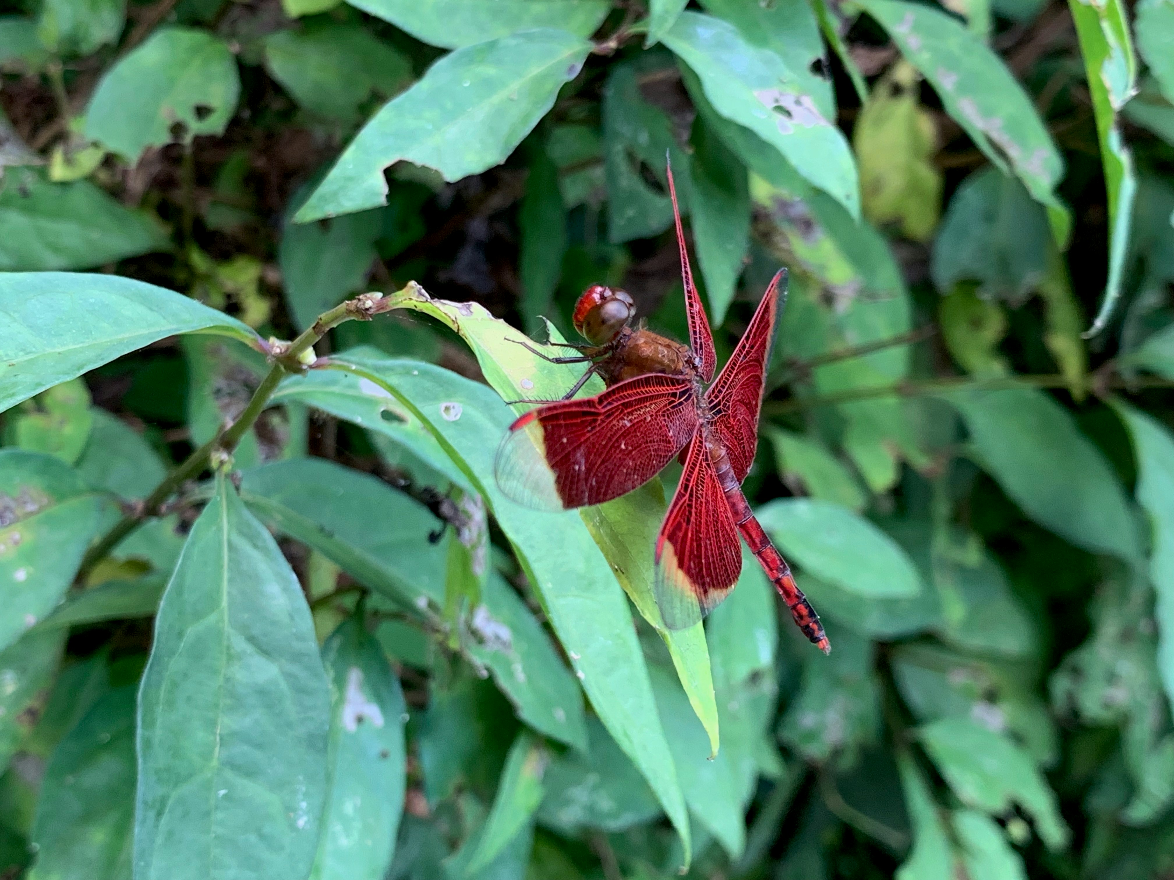 Ruby-Winged Dragonfly Paused on an Emerald Veil