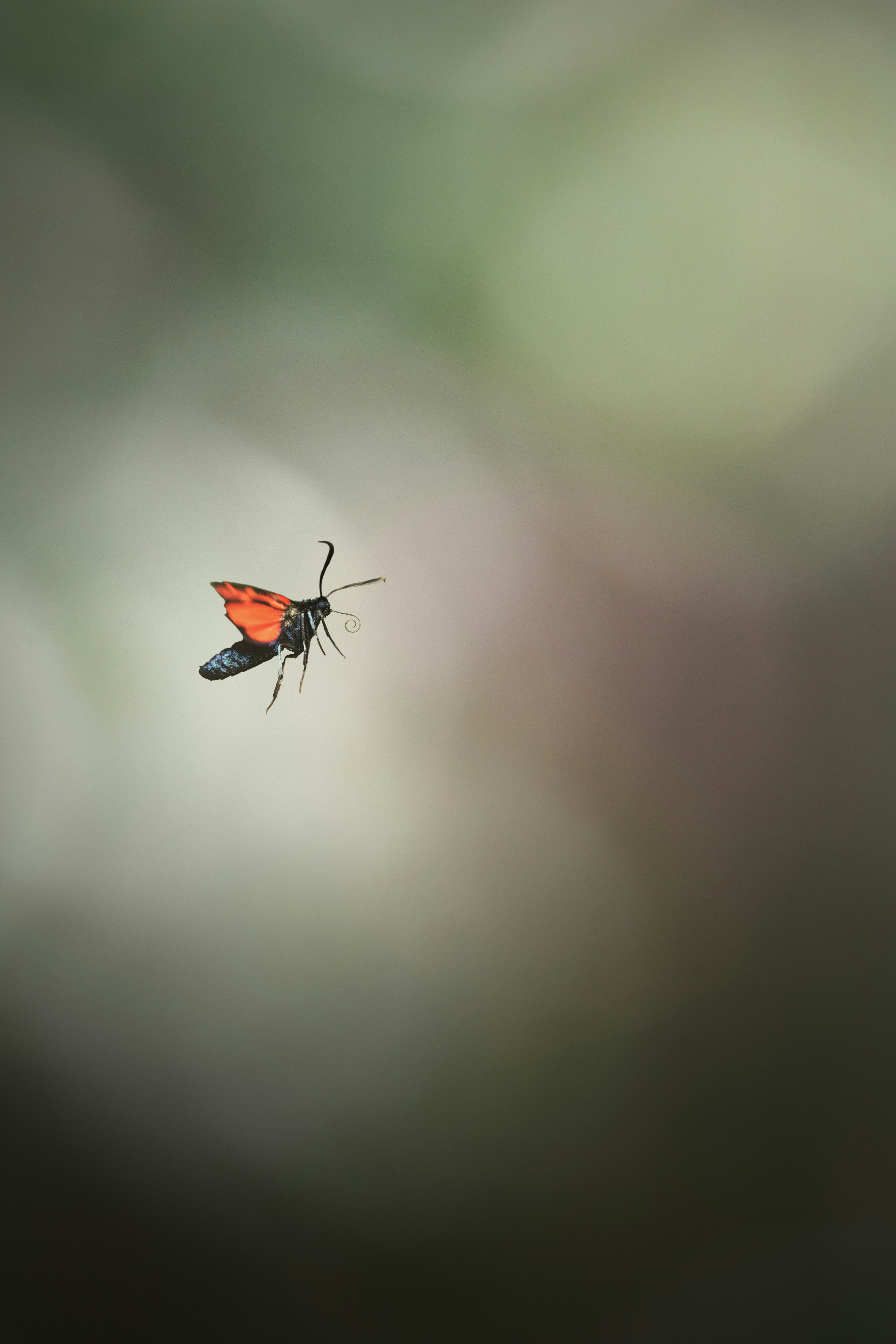 Crimson-winged Moth in Velvet Bokeh