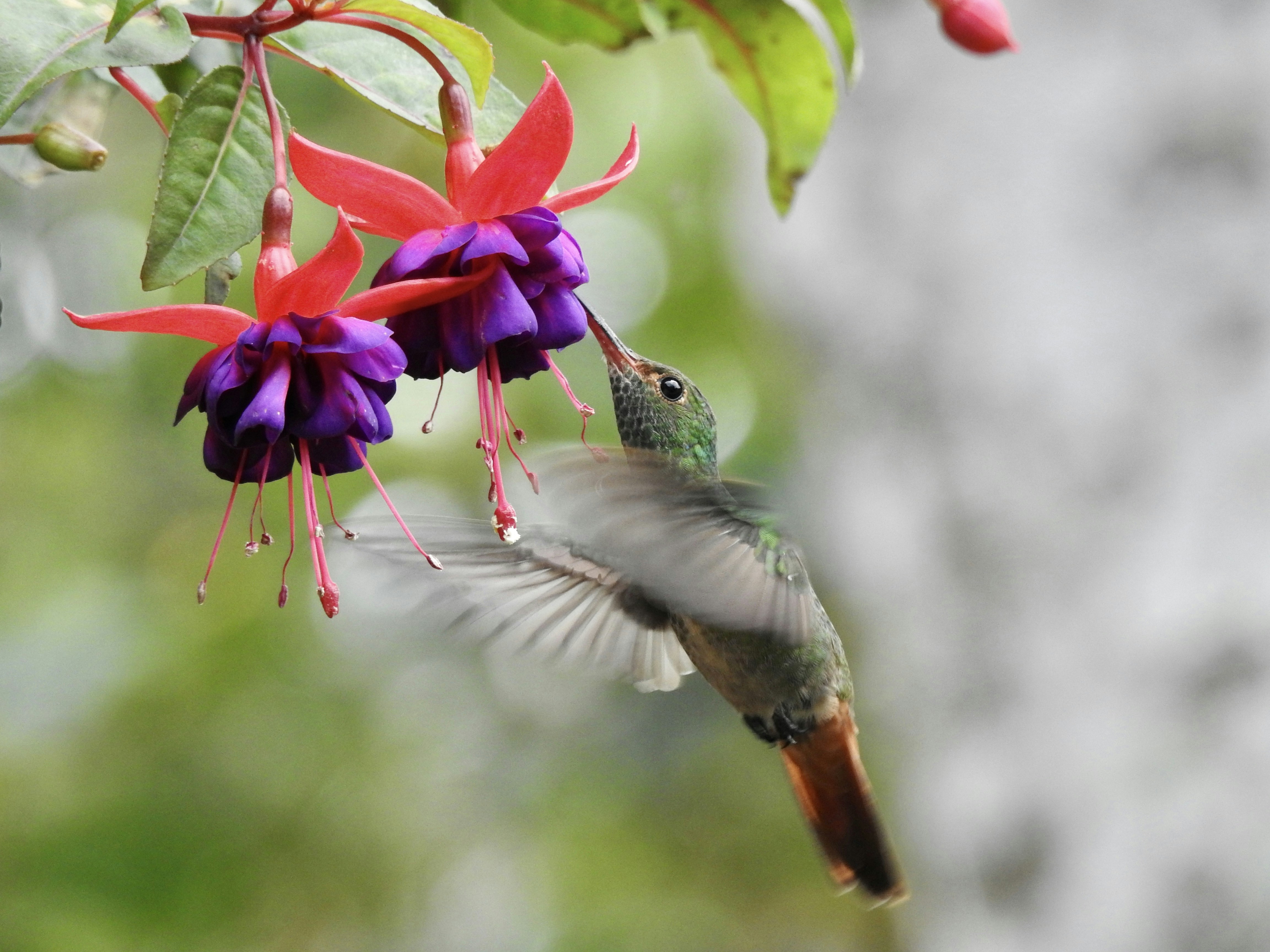 A hummingbird flying to a flower photo – Free Hummingbird Image on Unsplash