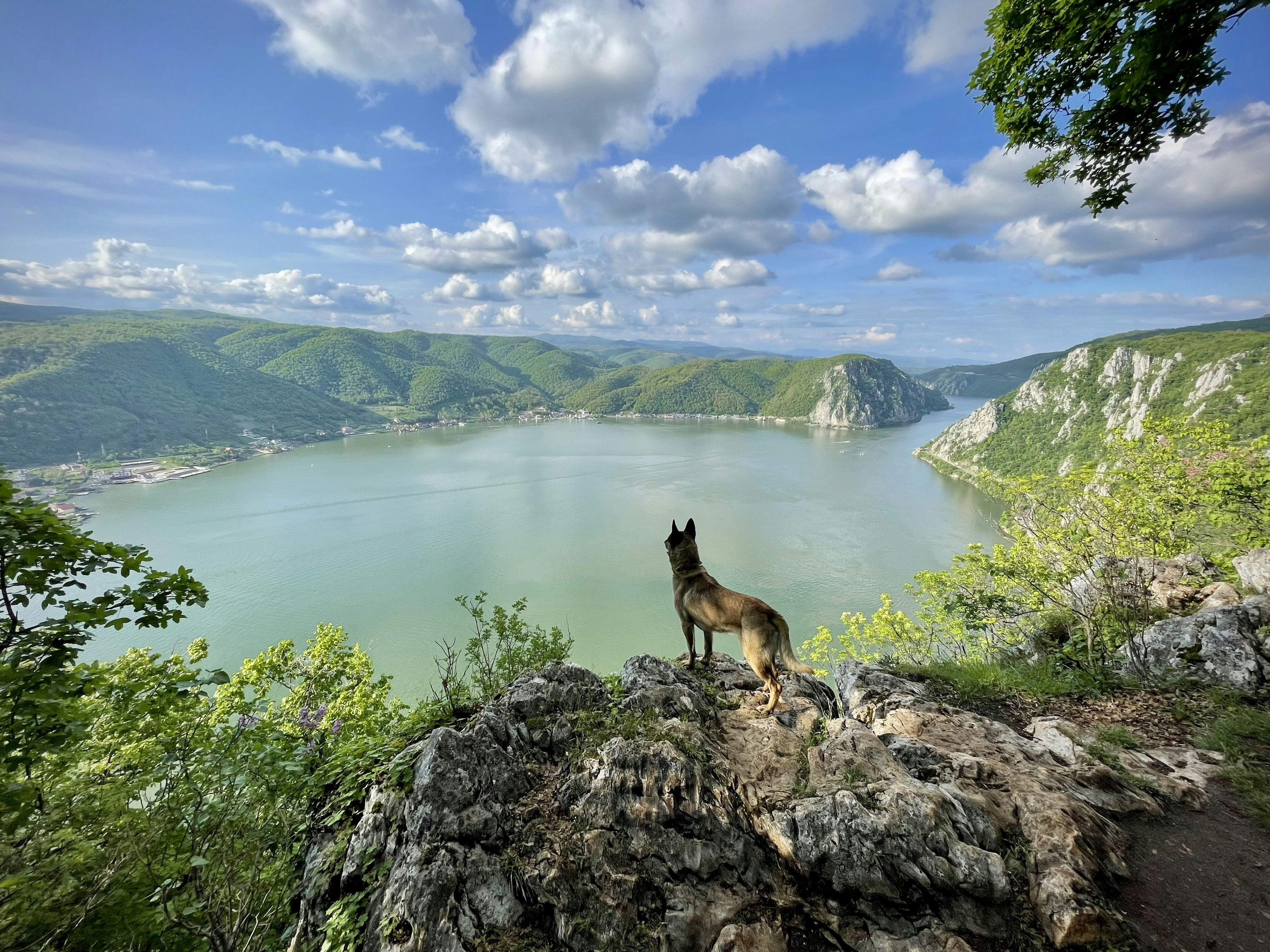 A Belgian Malinois stands on a rocky outcrop overlooking a tranquil river valley surrounded by lush green hills under a partly cloudy sky.