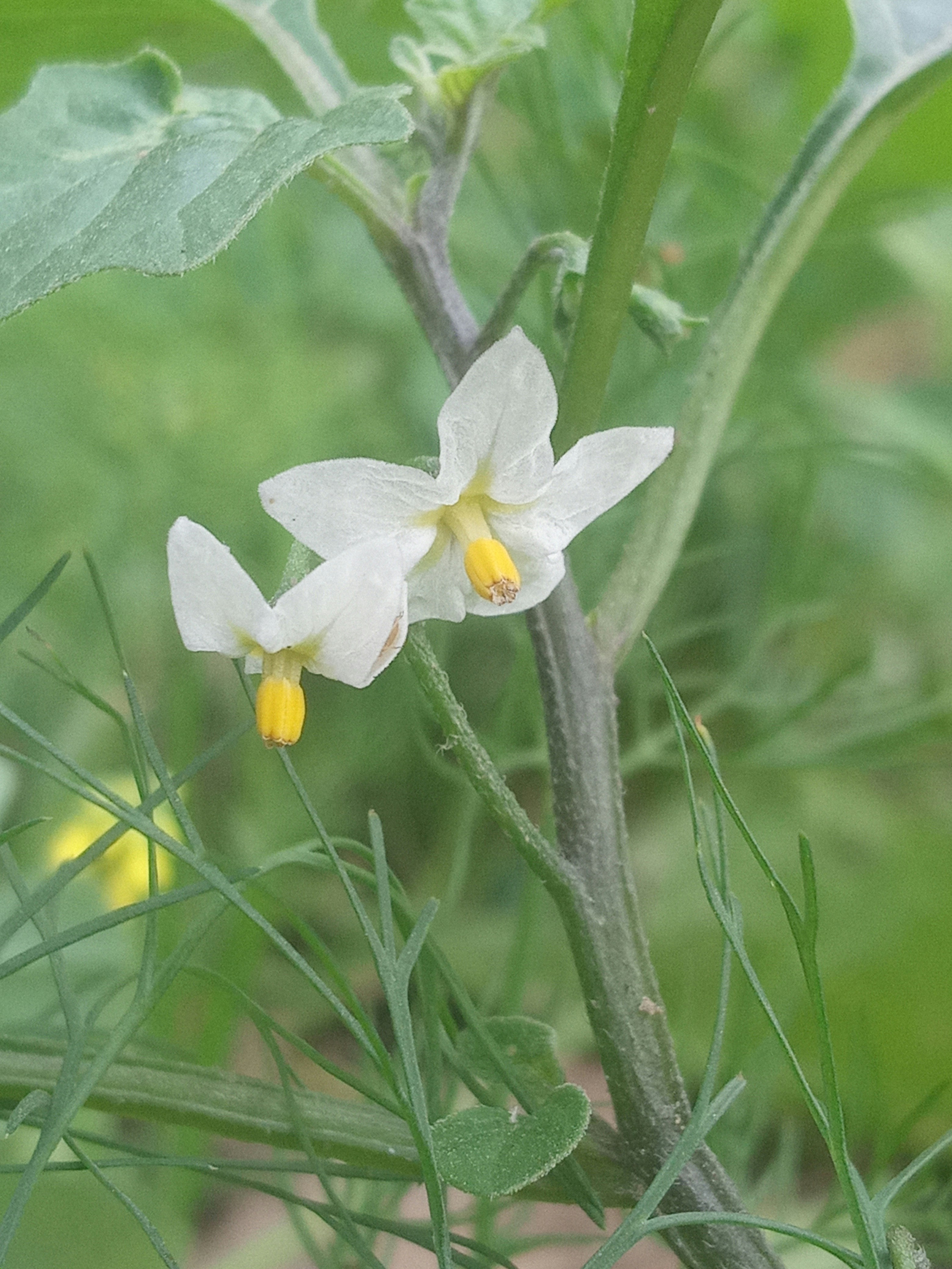 Two white flowers with yellow stamens nestled among green foliage, showcasing the intricate details of nature's design.