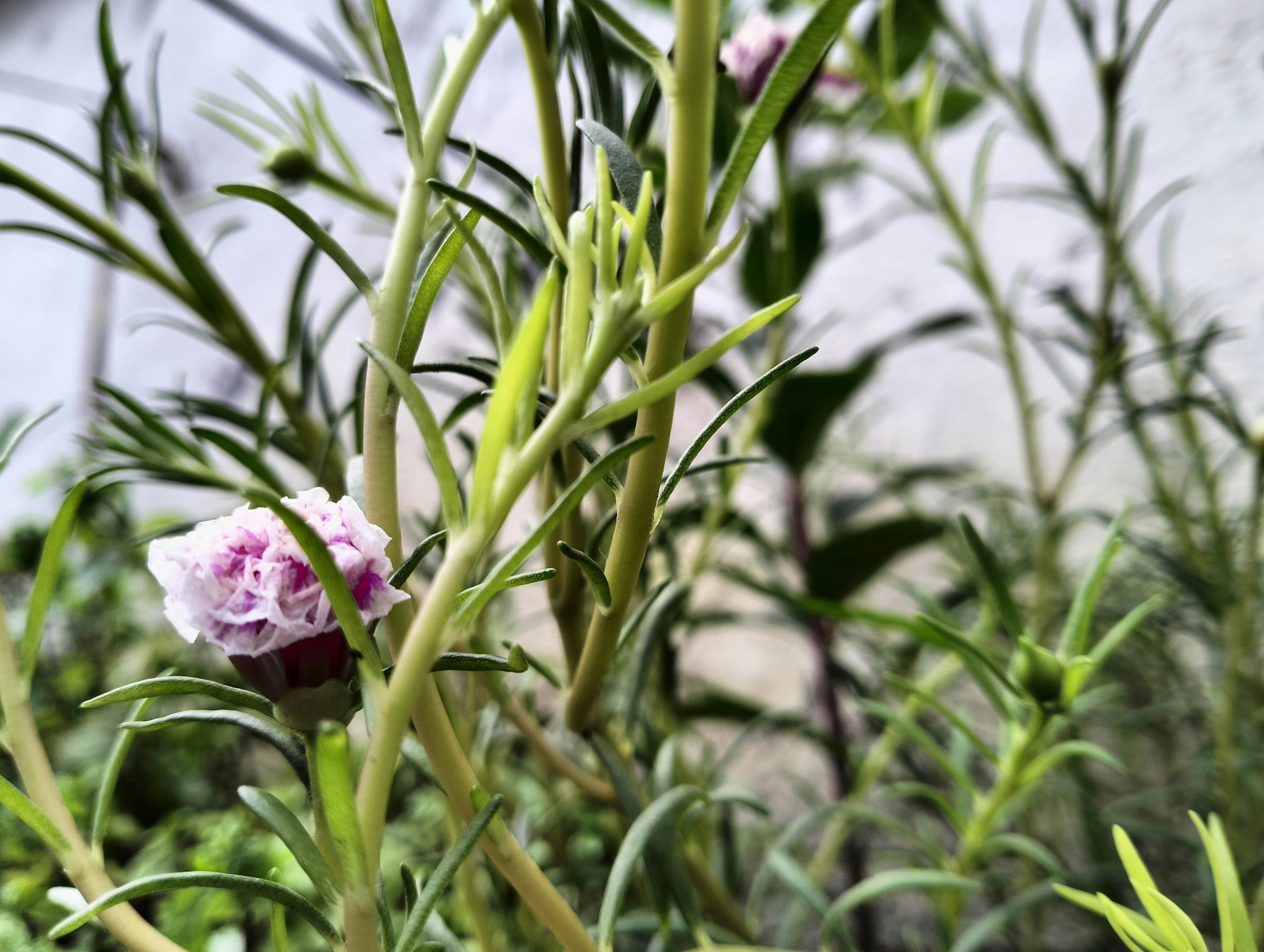 Pink Buds in a Field of Needlelike Greens: a Close-Up Study