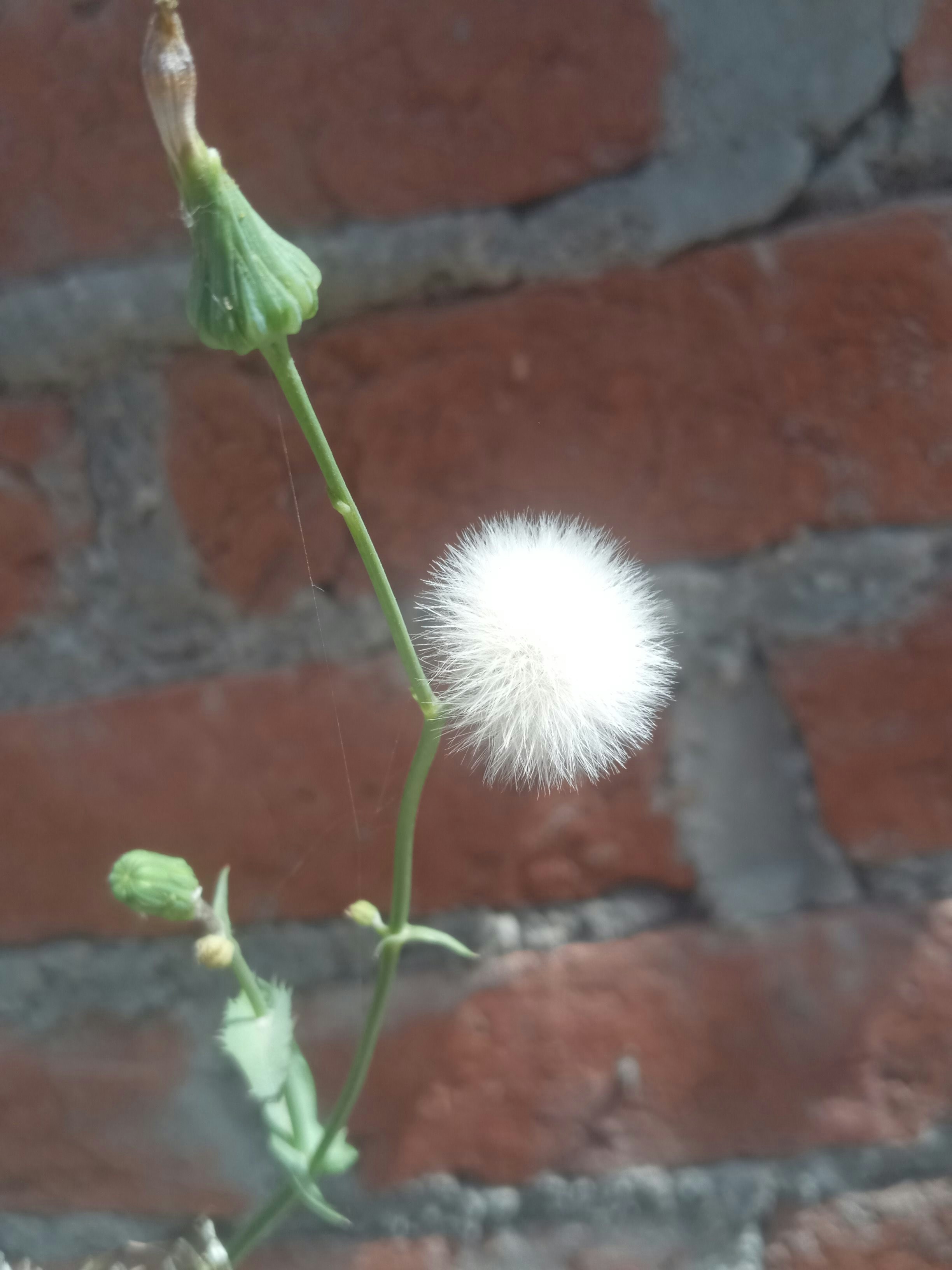 Fluffy Seed and Brick Backdrop: A Quiet Dandelion Moment