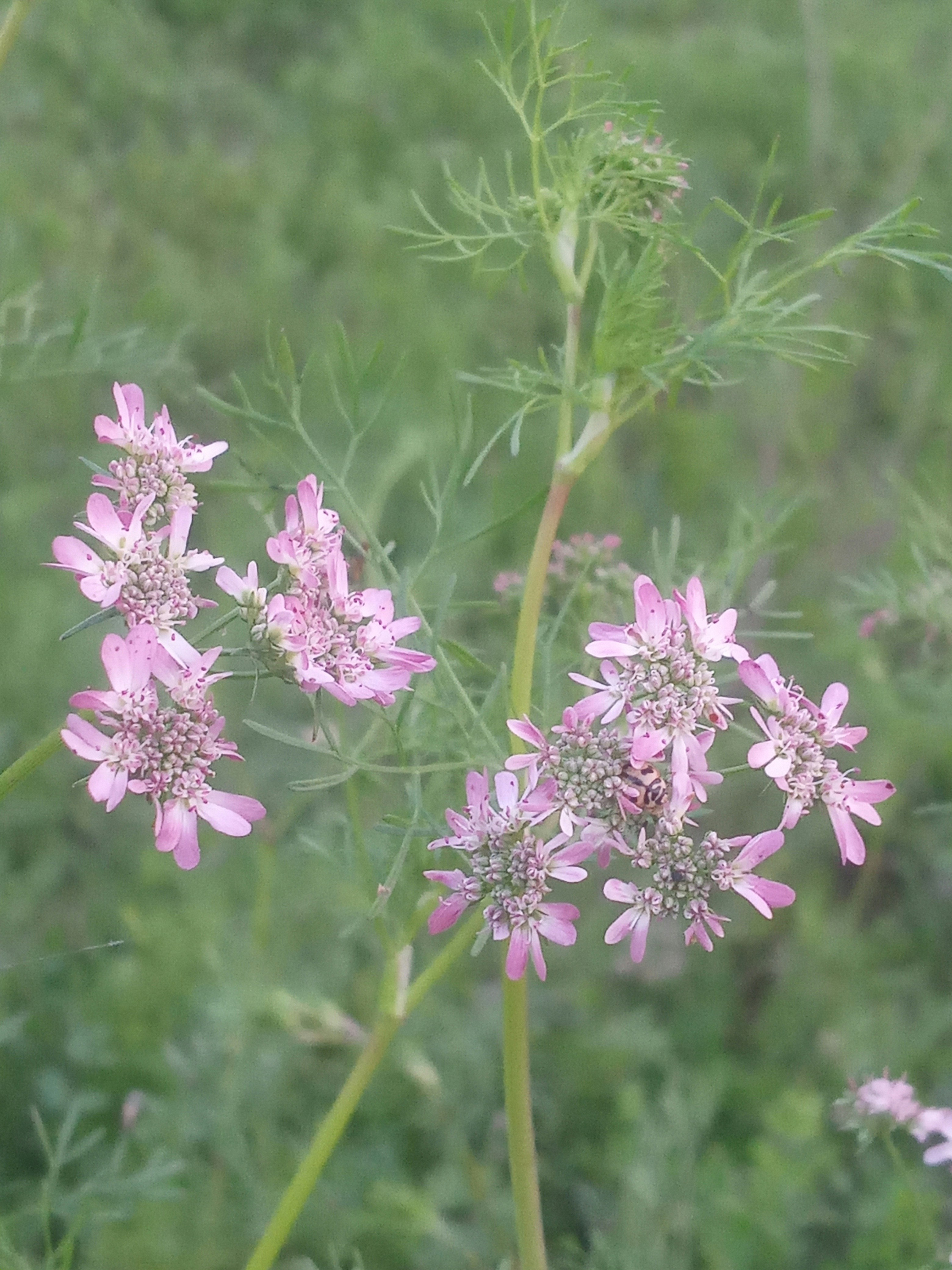 Coriander, a popular culinary herb, features delicate, lacy leaves and small, round seeds, adding a distinct flavor to dishes. For a deeper look into my photography journey, check out this moment on my YouTube channel! 📽️ https://www.youtube.com/@naturemoment-q | a close-up of a flower
