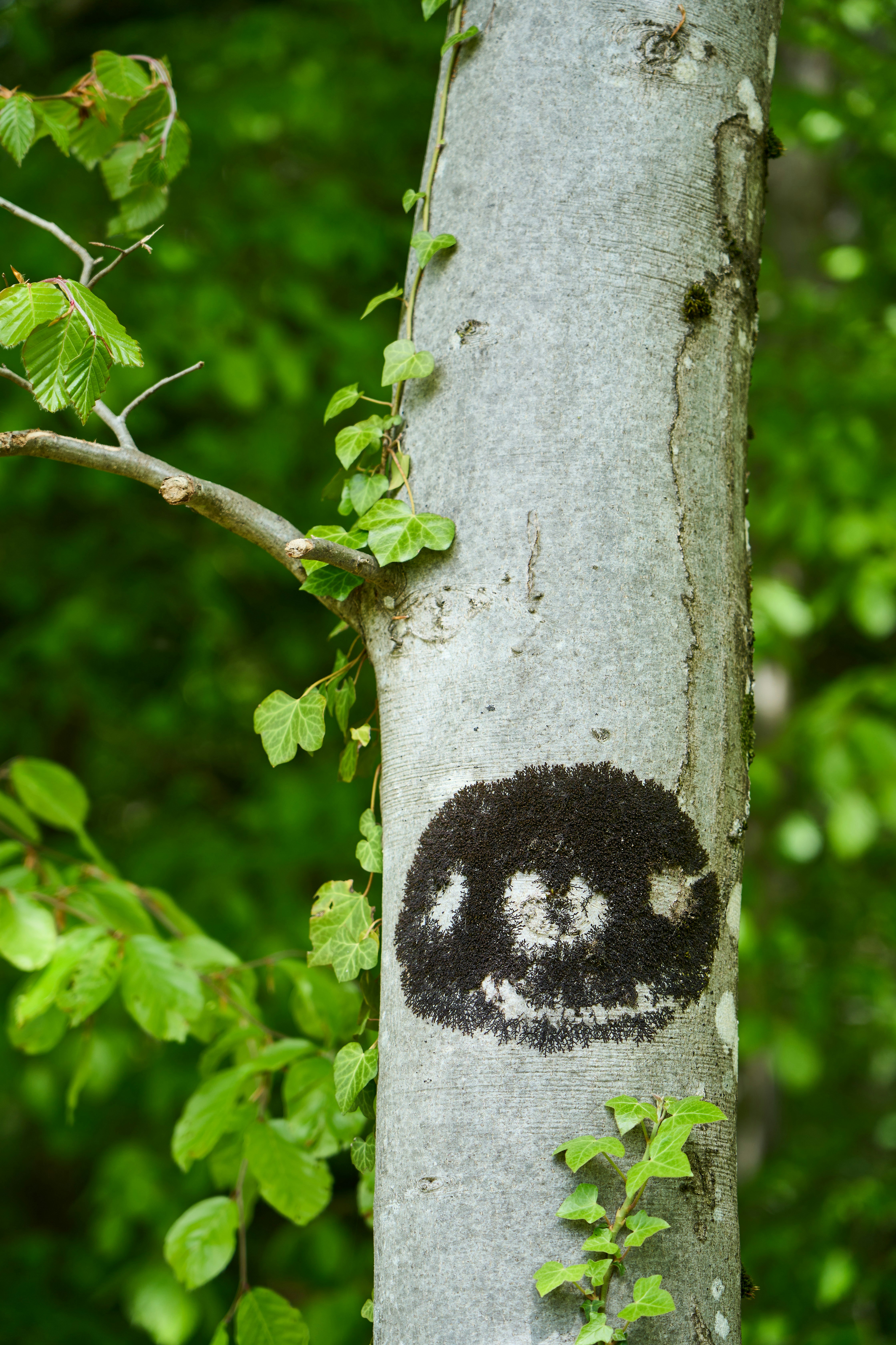 a tree trunk with a hole in it