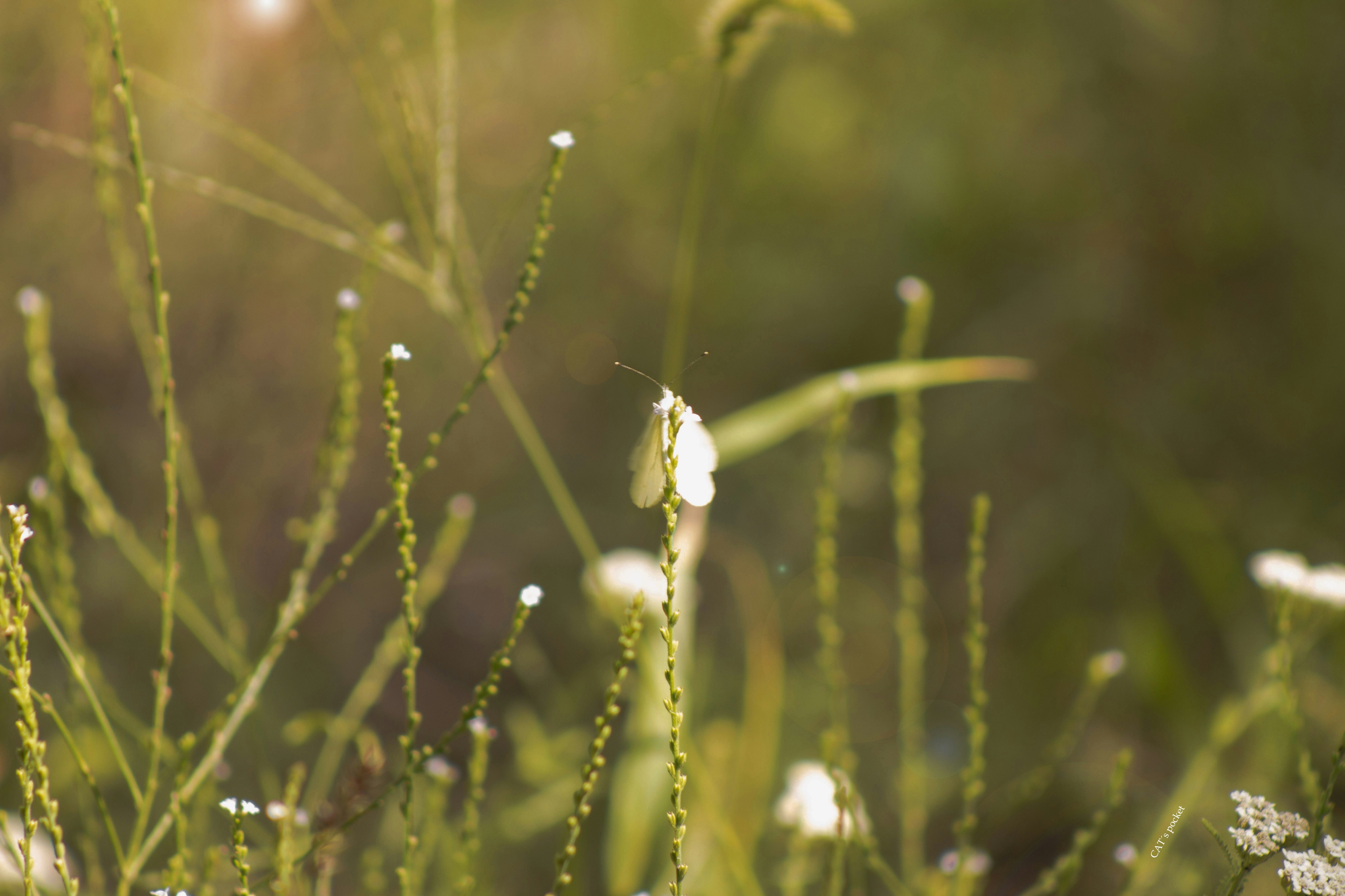 Close up of grass photo – Free Image on Unsplash