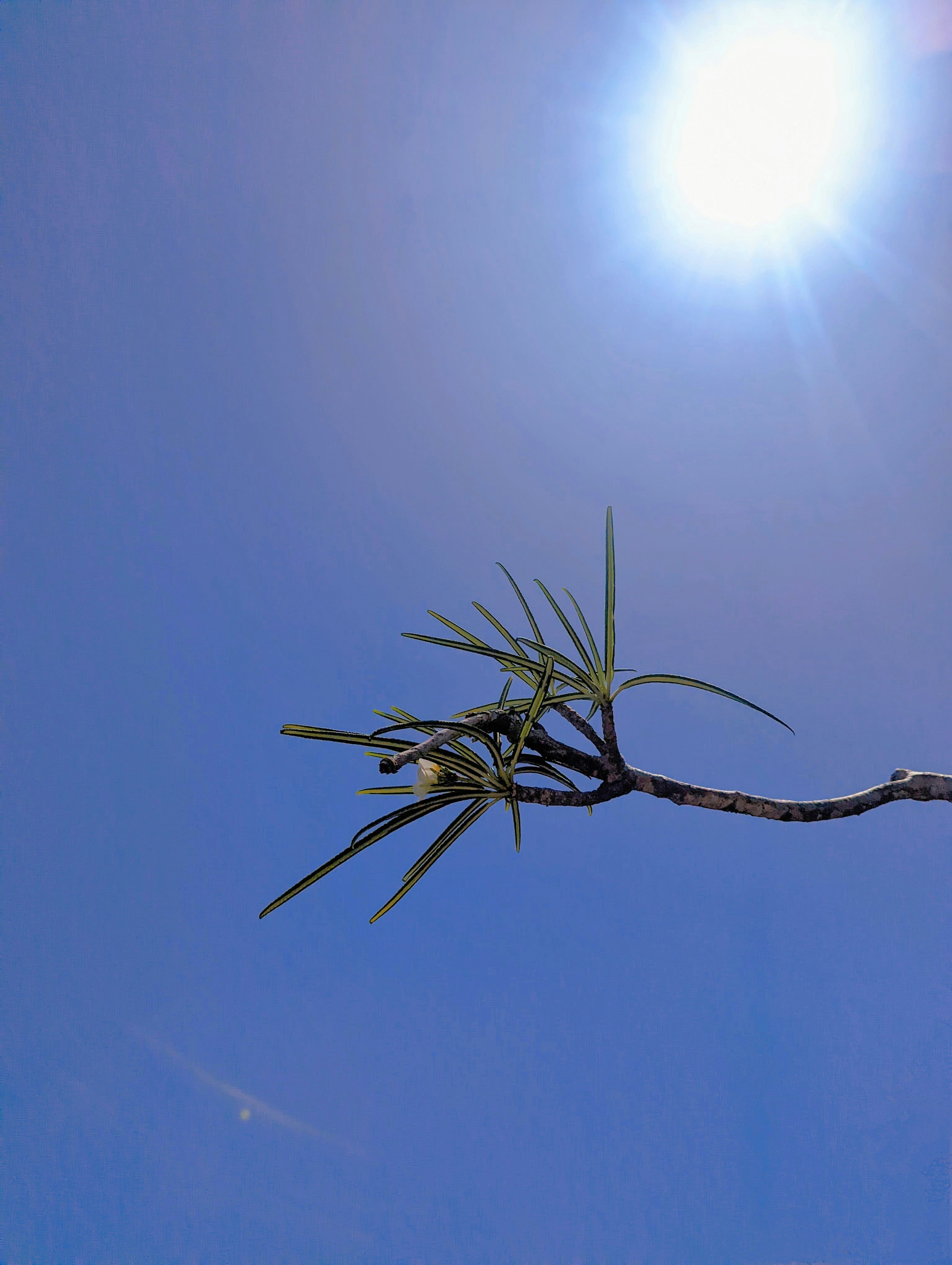 Solar Spotlight on a Yucca Branch Against a Widening Blue