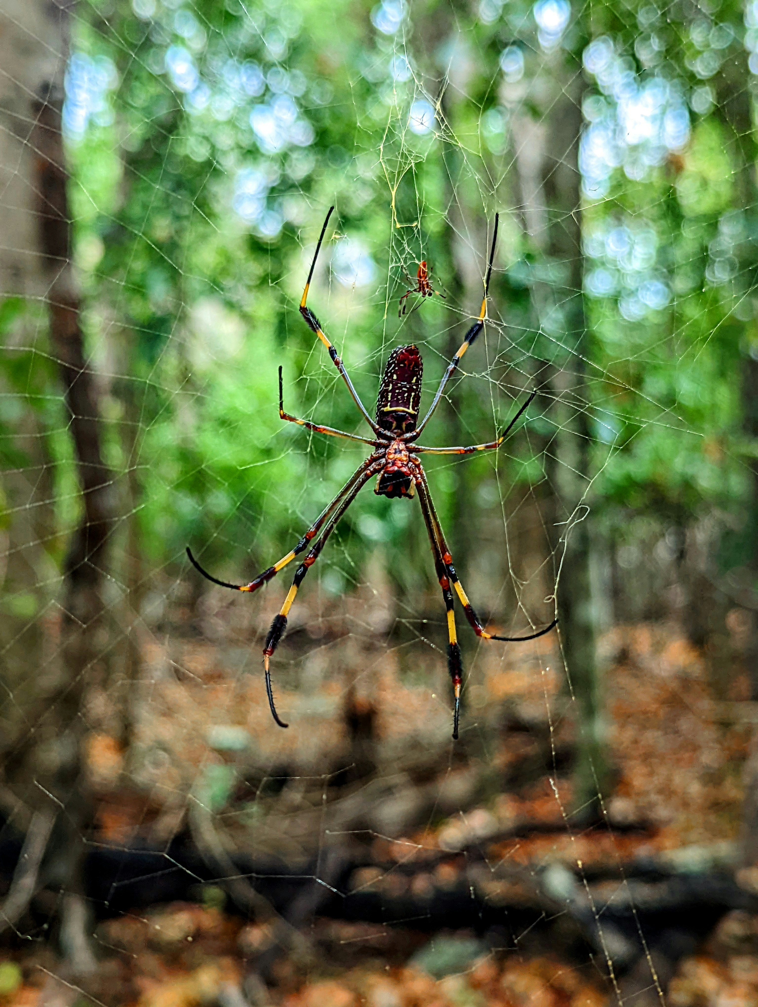 Orb-weaver in the Web: A Colorful Spotlight in a Quiet Forest