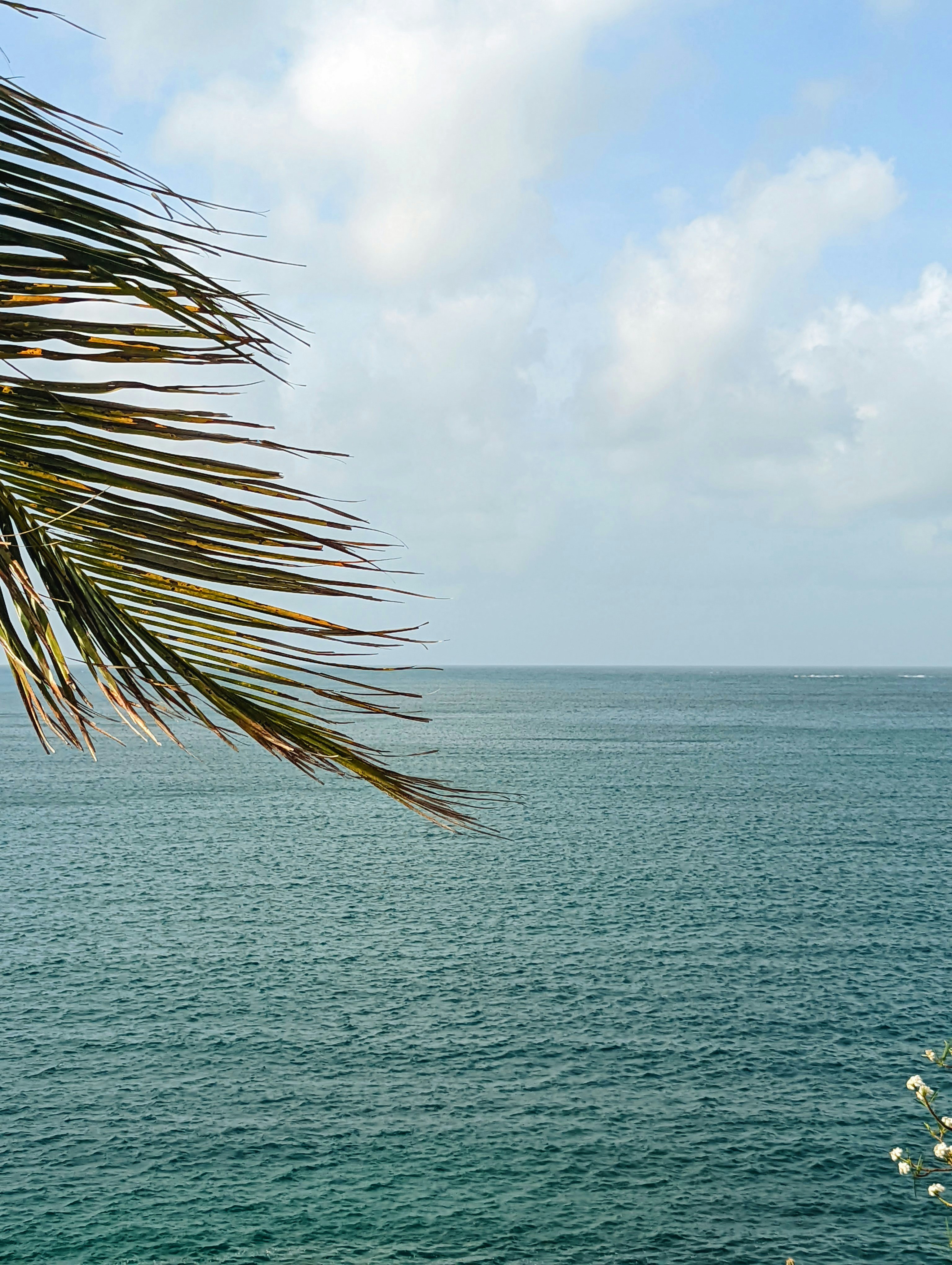 A palm tree branch looking out into the Caribbeans.Andrew