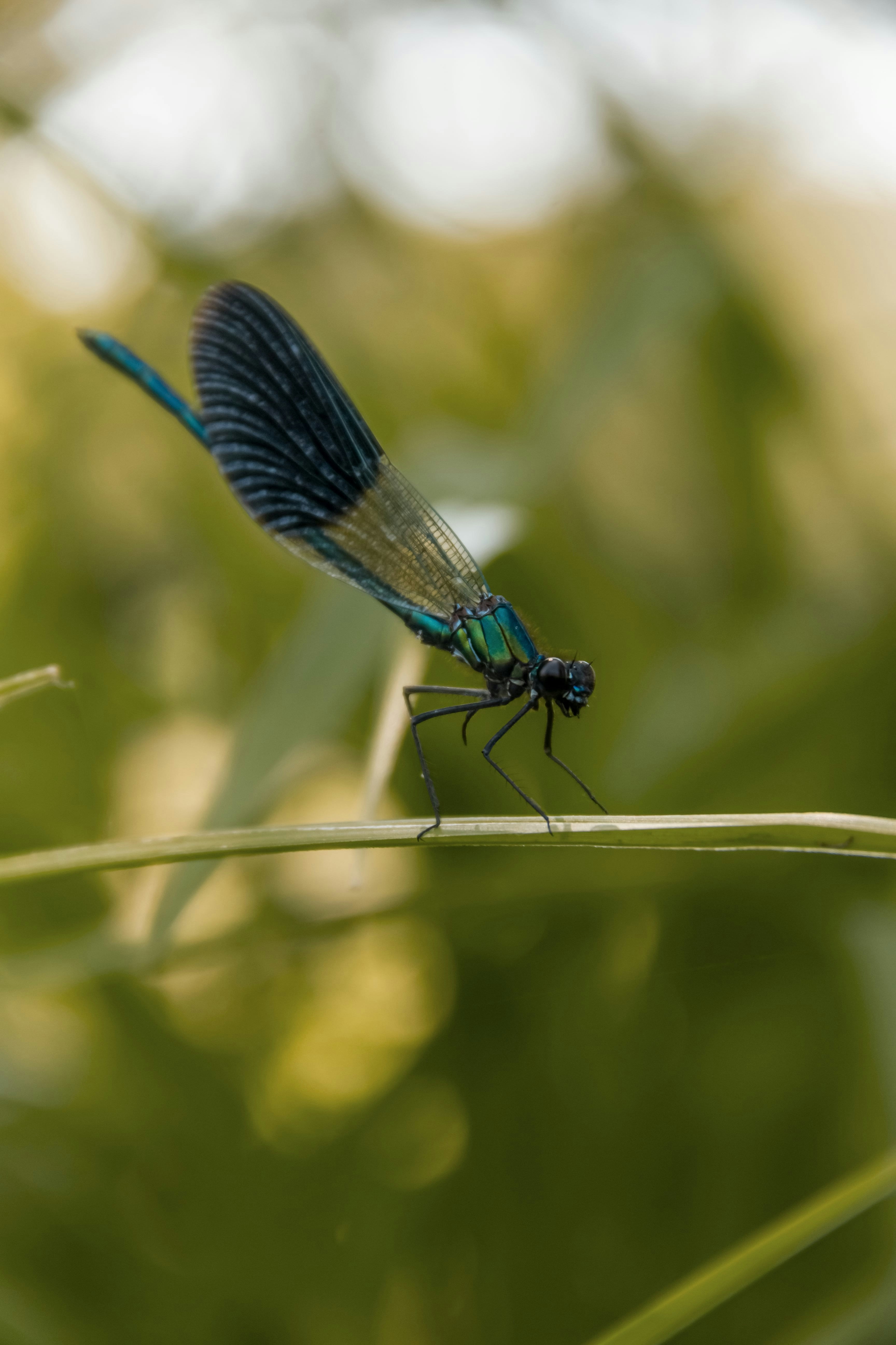 A blue and black insect on a branch photo – Free Dragonfly Image on ...
