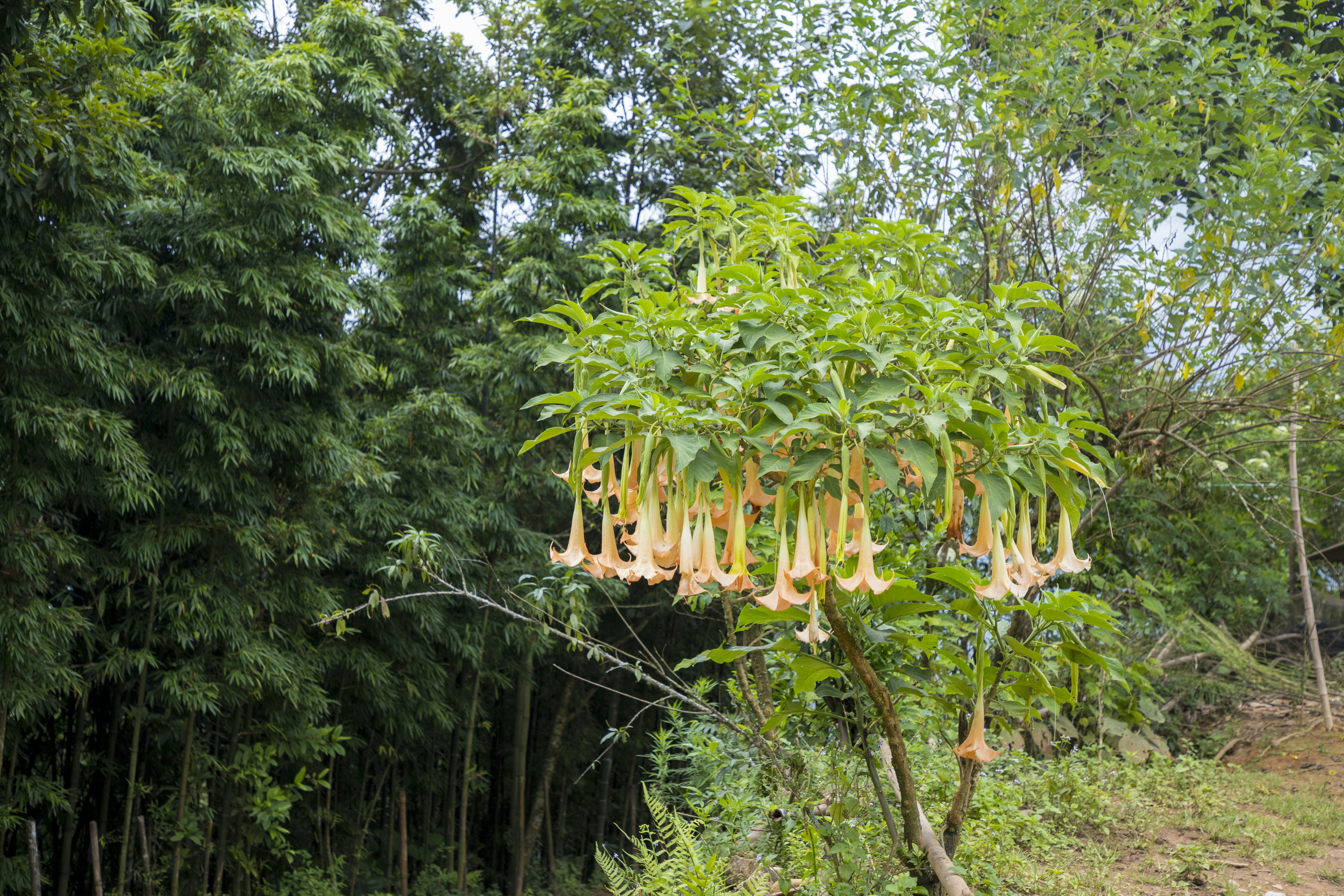 Basket of Bells: sunlit trumpet blossoms on a garden sapling
