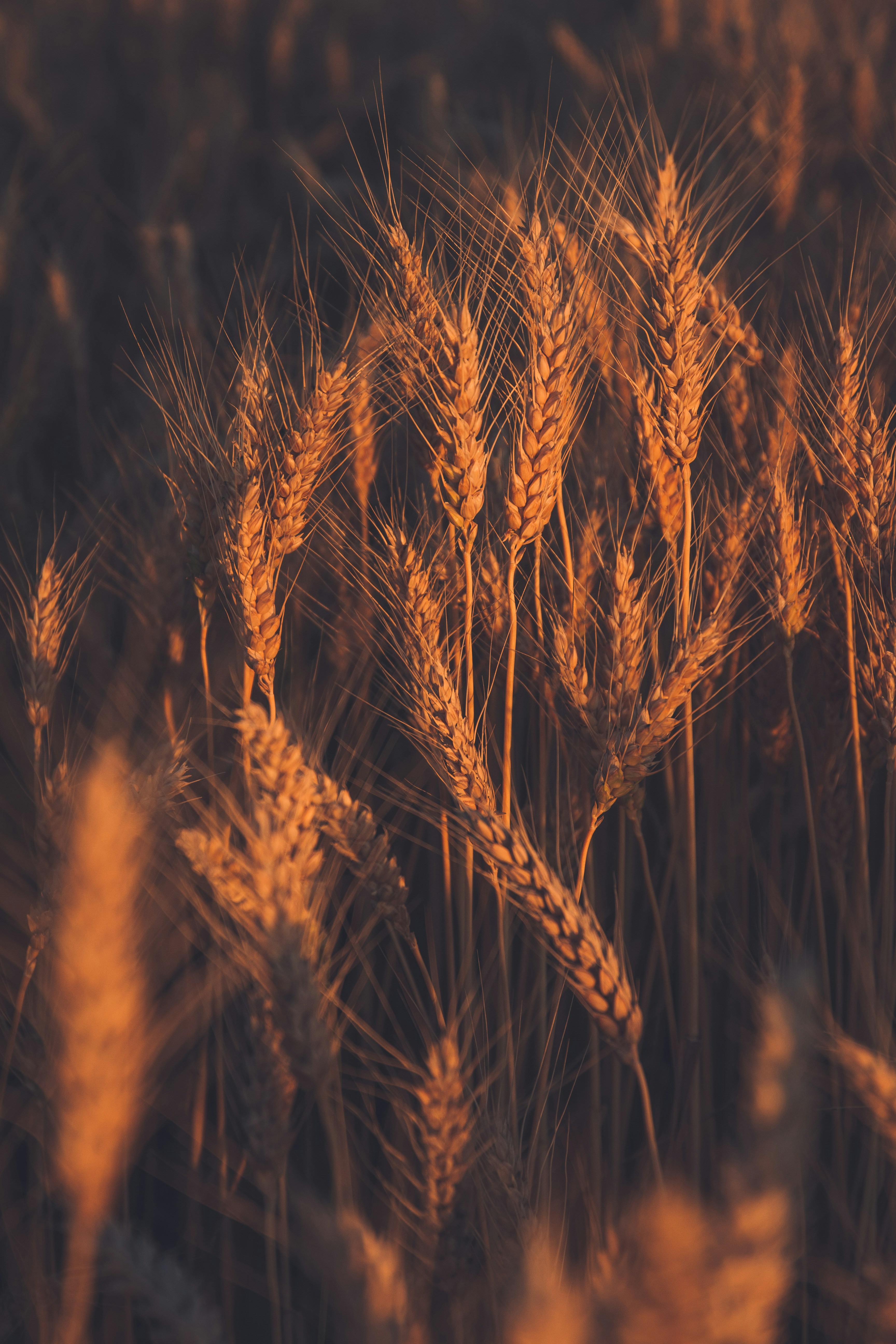 Gilded Wheat Heads in the Quiet Golden Hour