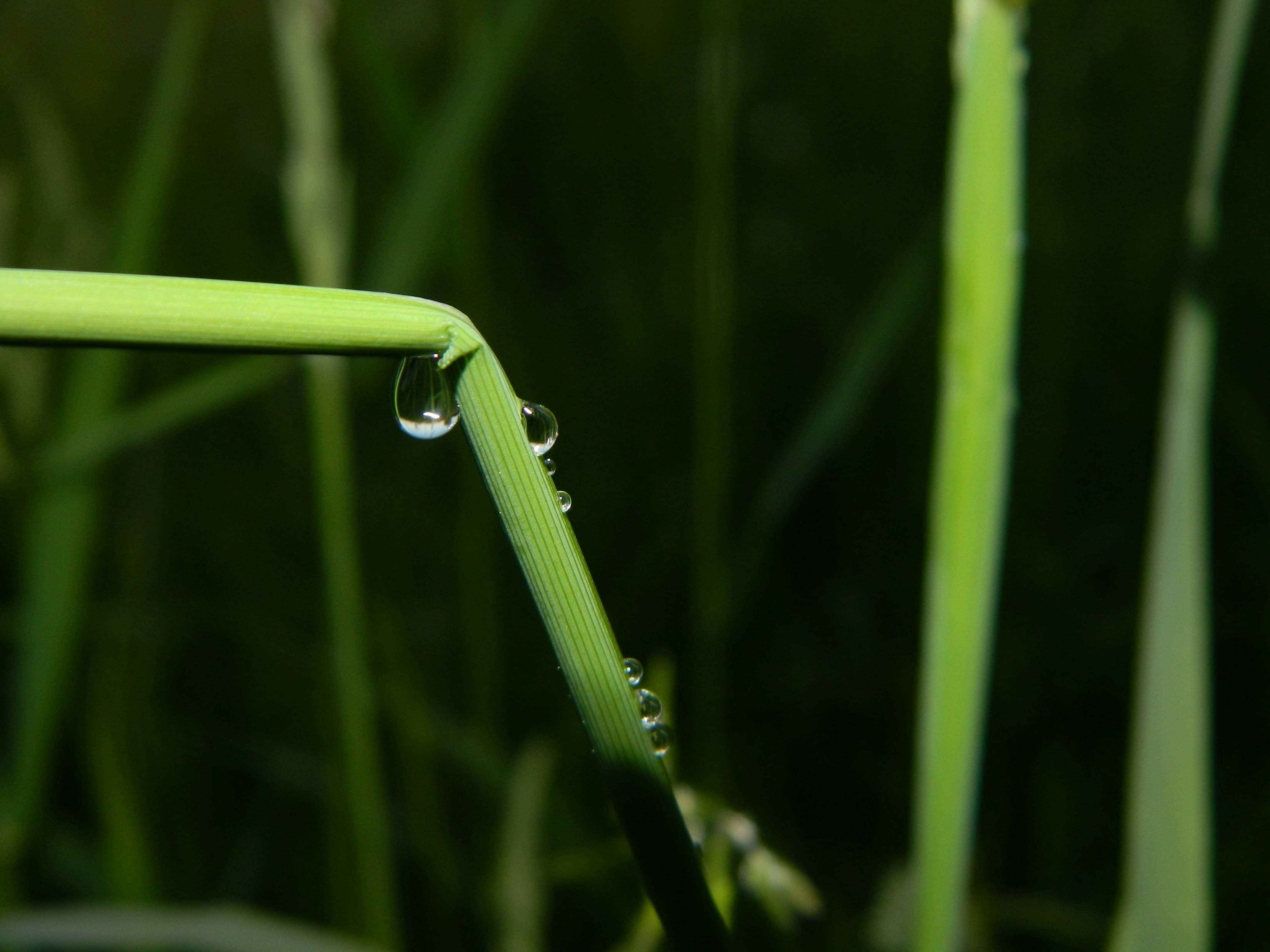 Close-up of a green grass blade with water droplets glistening in the light, highlighting the beauty of nature's details.