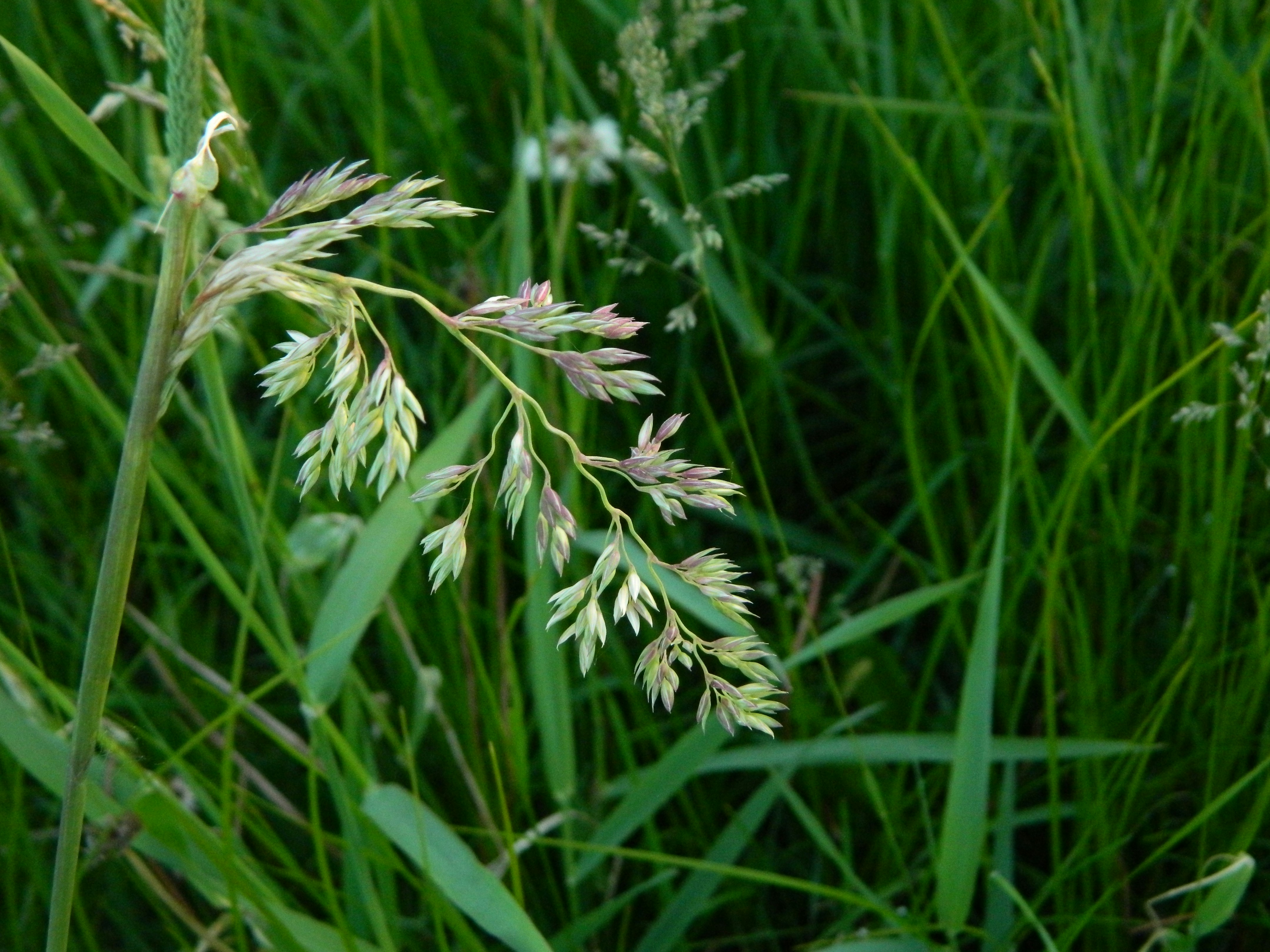Close-up of a flowering grass branch amidst lush green foliage, highlighting the intricate details of the plant's structure.