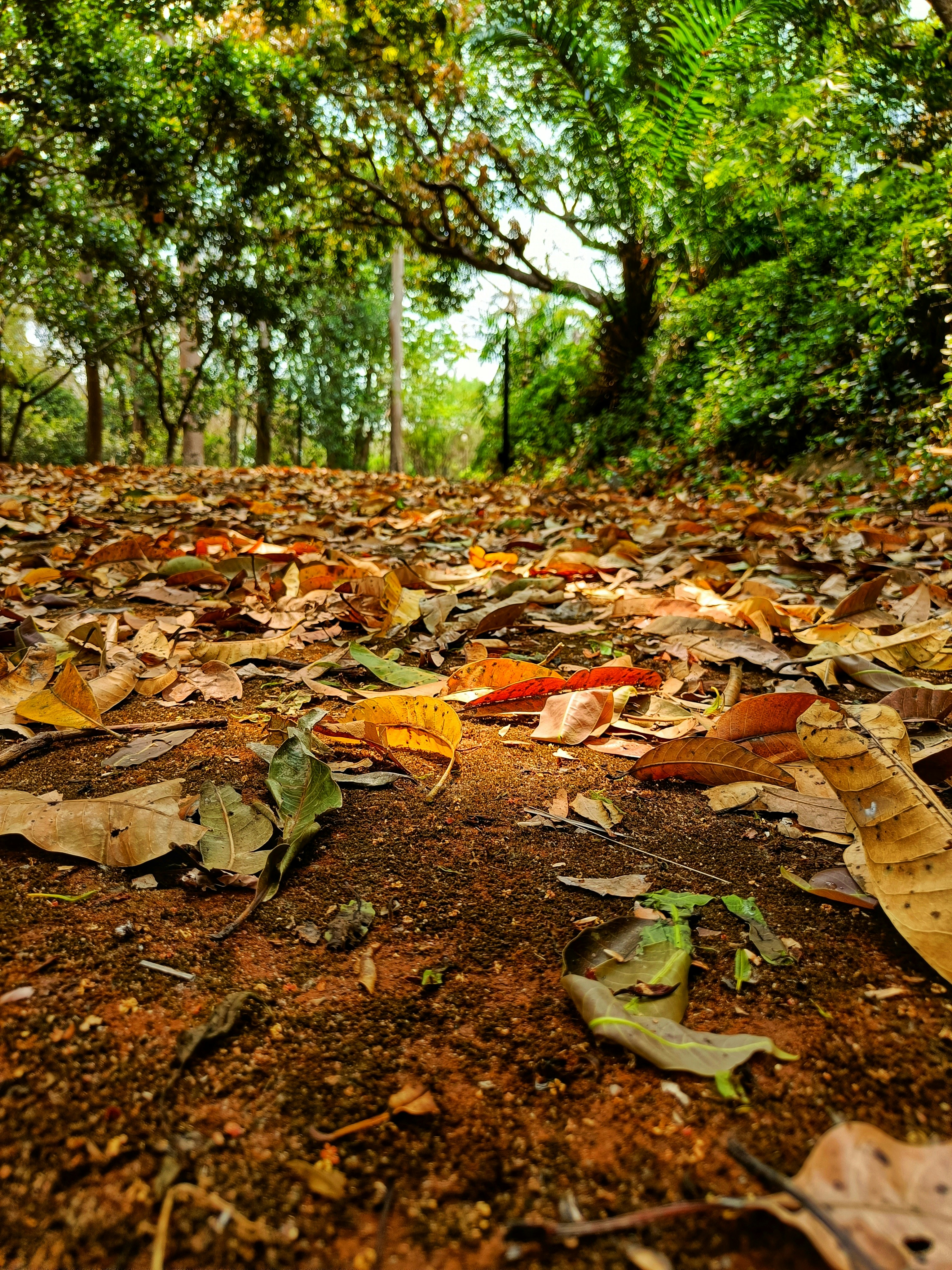 Fallen leaves in varying shades of brown and orange cover a forest path under a canopy of green trees.