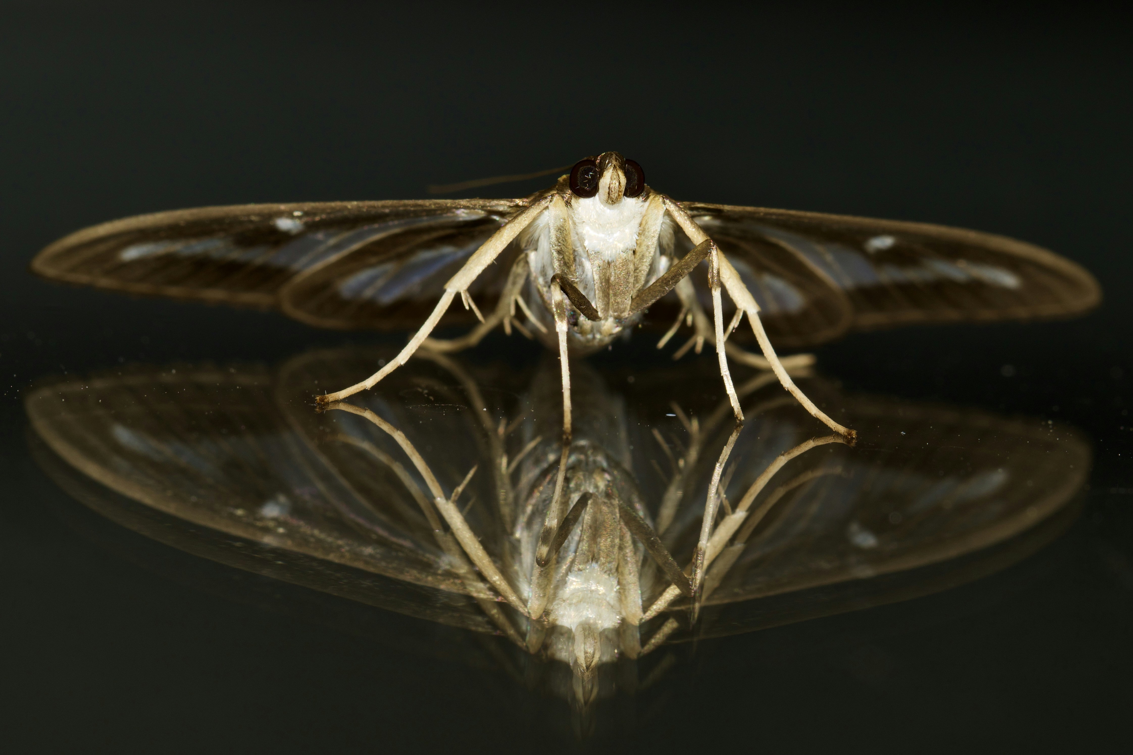 Un primer plano de una mosca foto – Imagen de Animal gratuita en Unsplash