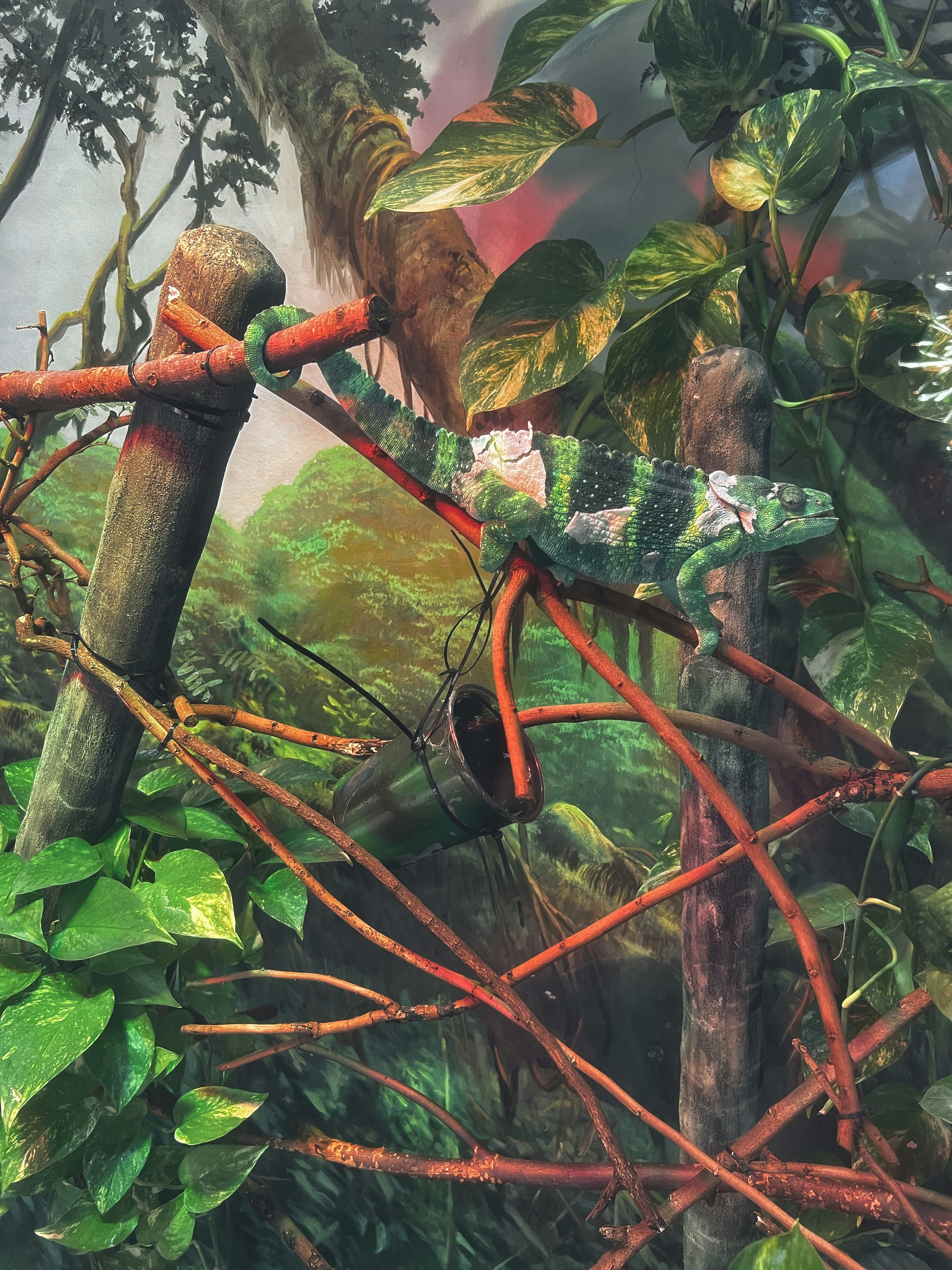 Chameleon Amid the Red Vines: A Quiet Portrait of Jungle Camouflage