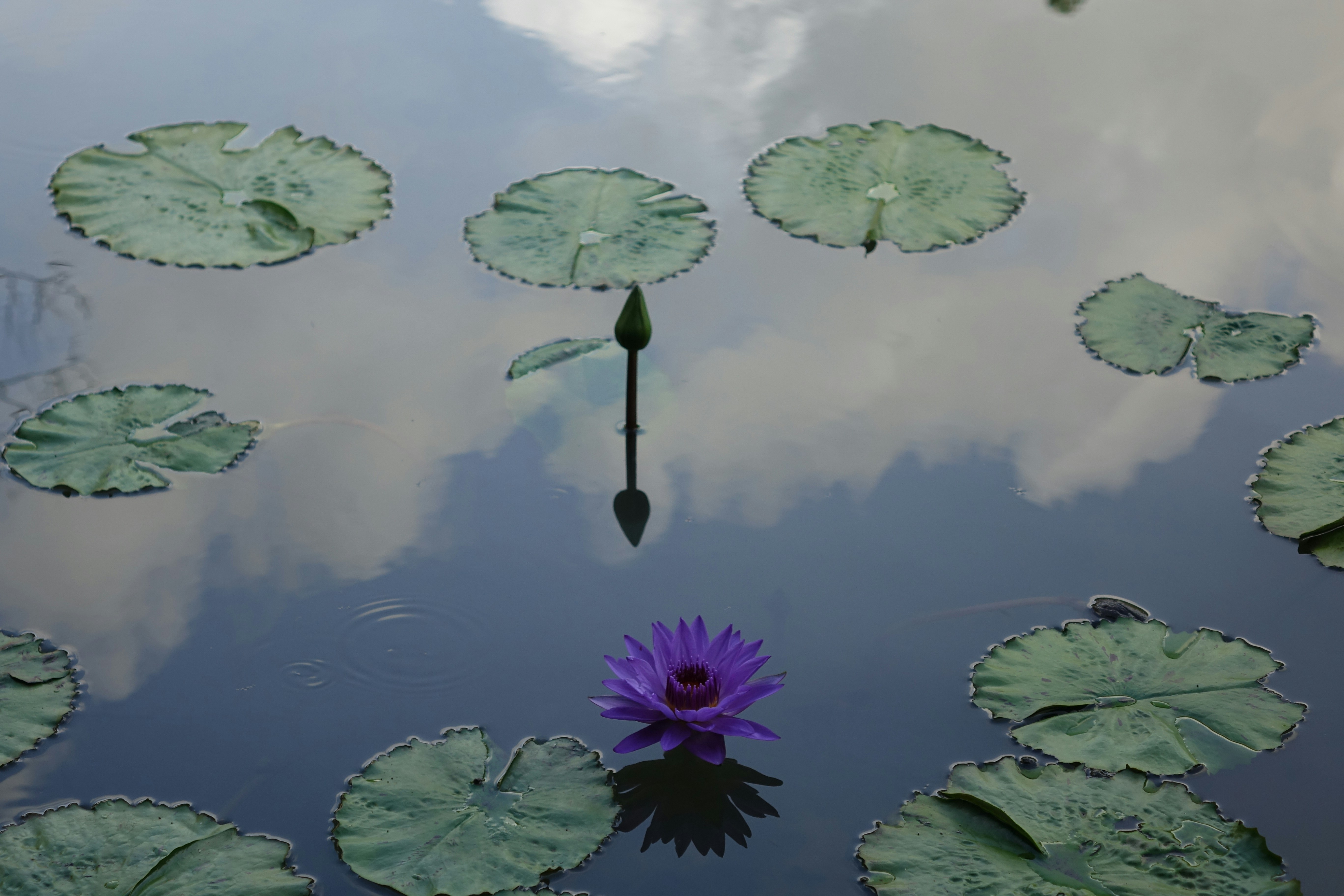 Lily and Reflection: A Quiet Moment on Glassy Waters