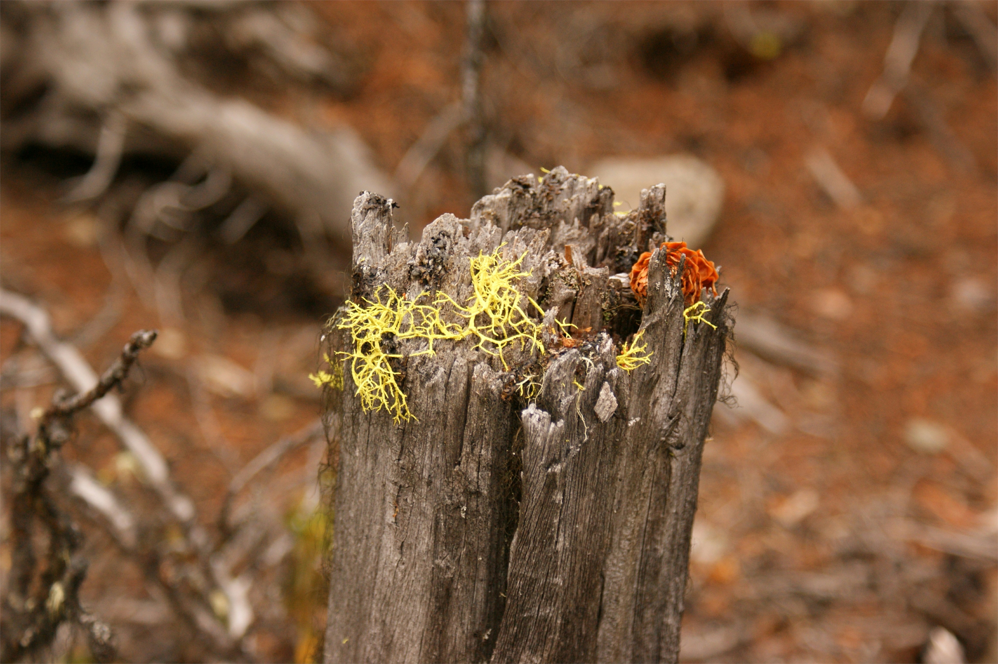 A group of ants on a tree stump photo – Free Tree stump Image on Unsplash