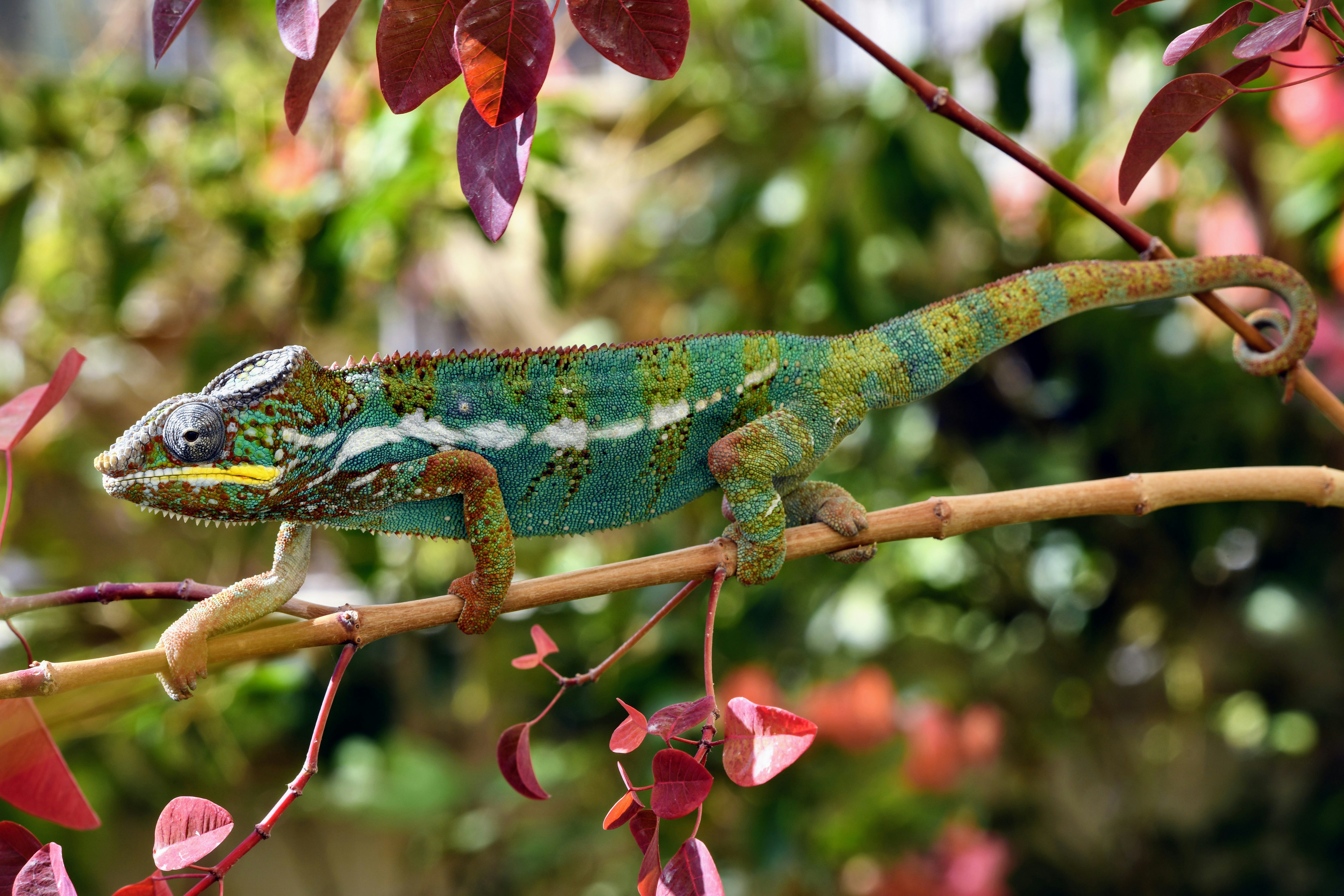 I captured this beautiful Panther Chameleon catching some UV while on a walk on a winters day. 