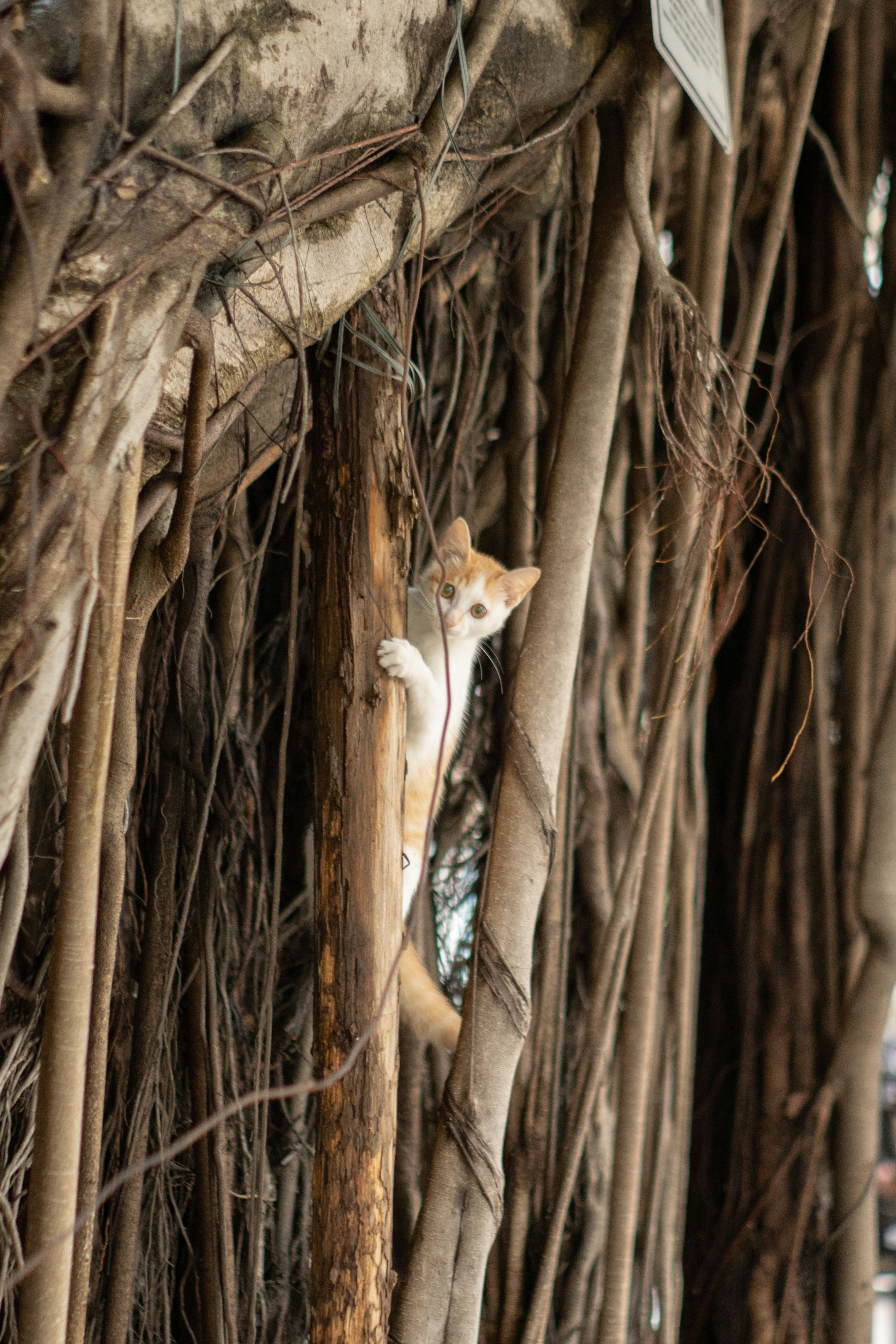 A fox in a tree photo – Free Street Image on Unsplash