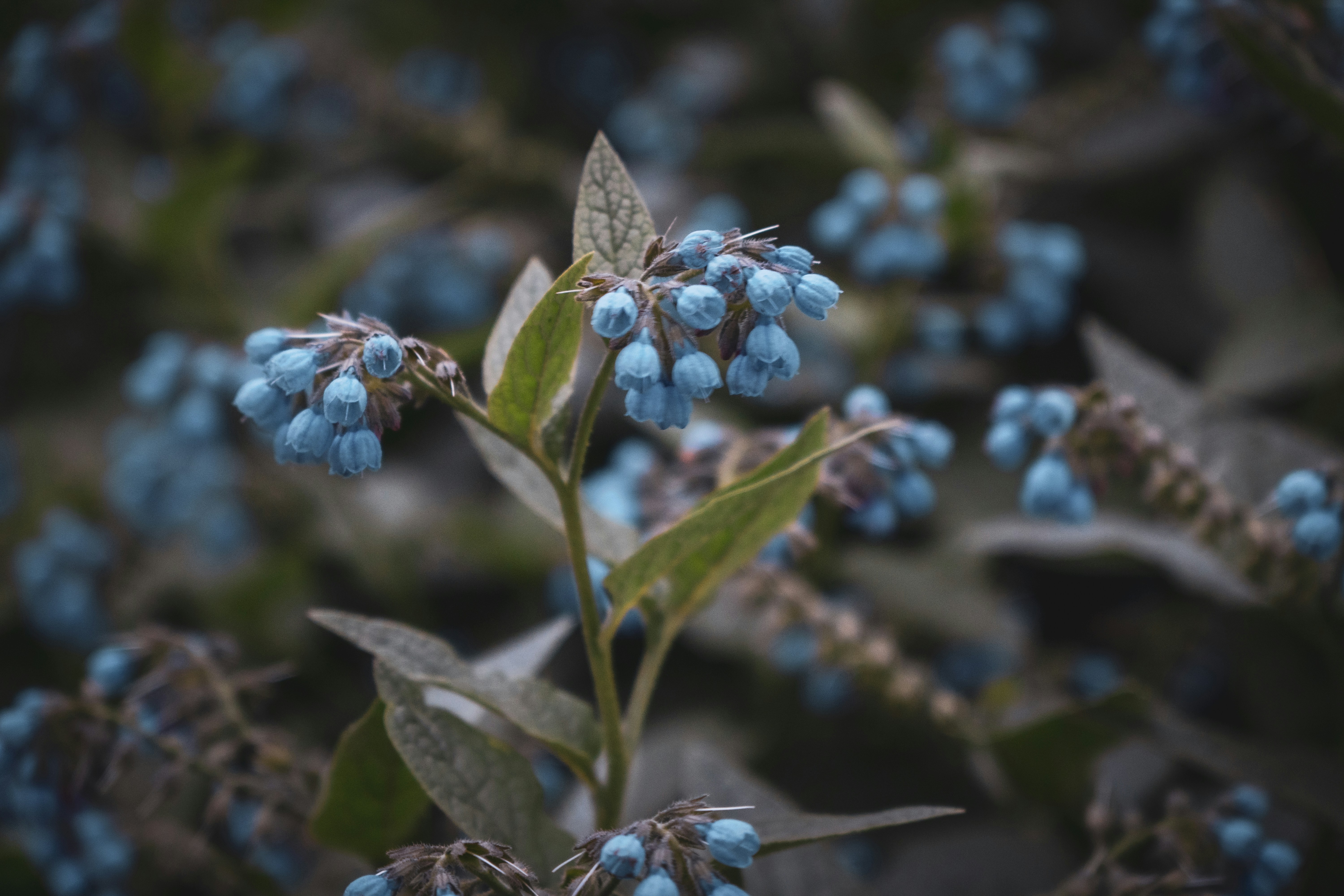 Delicate blue flowers cluster together on a slender stem, surrounded by lush green leaves. The scene conveys a tranquil moment in nature.