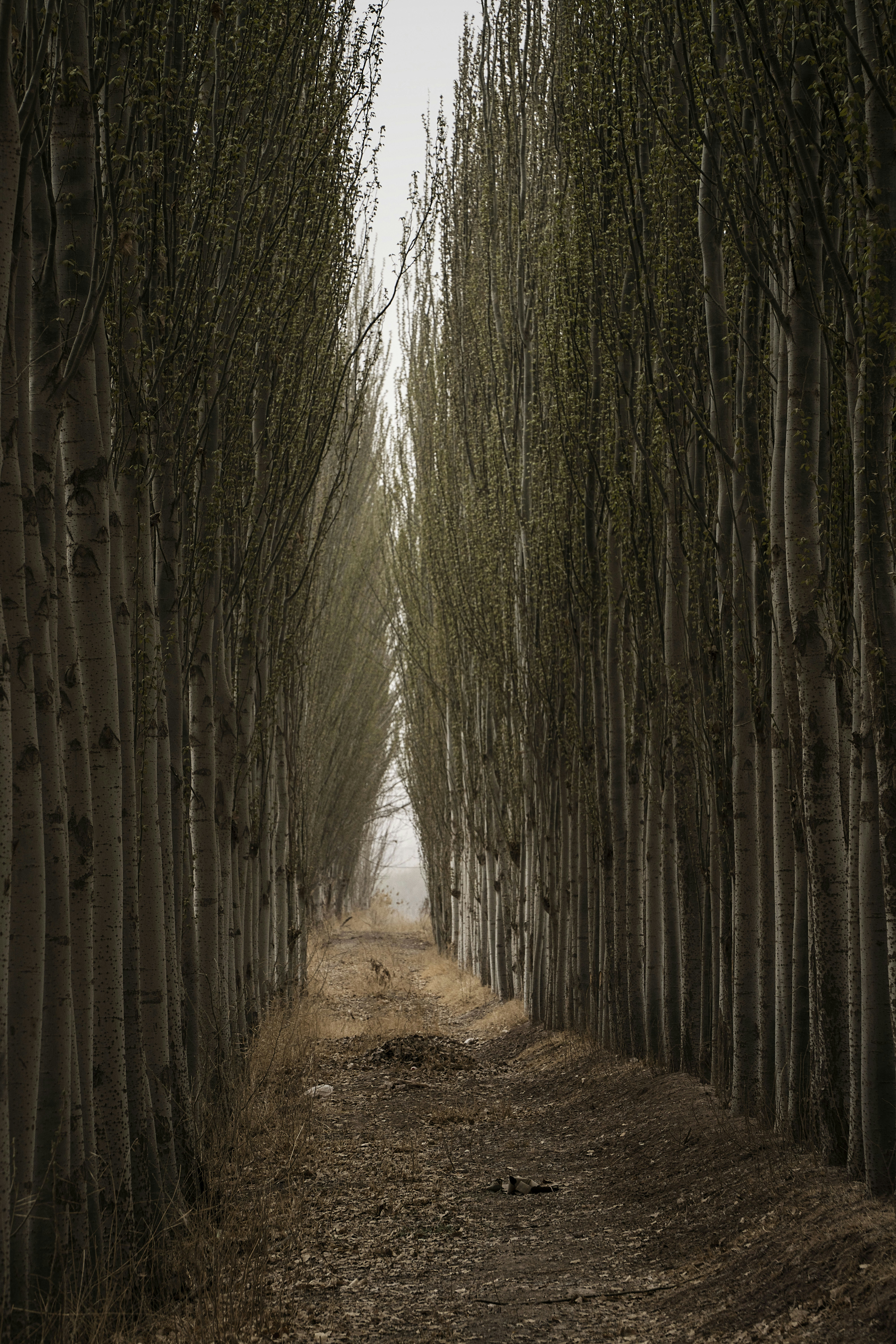 A path between trees photo – Free Green Image on Unsplash