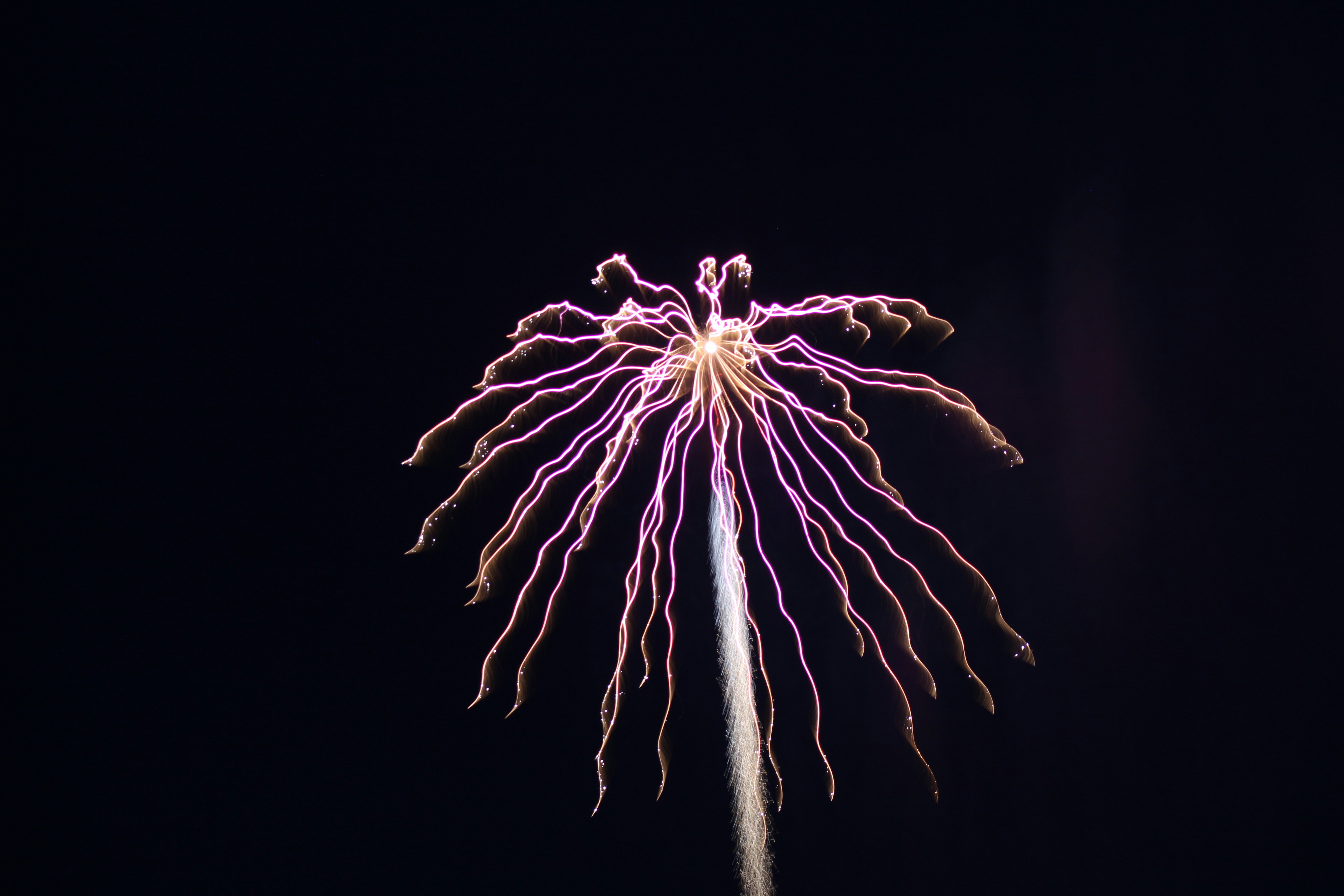 Palm-shaped firework exposure.