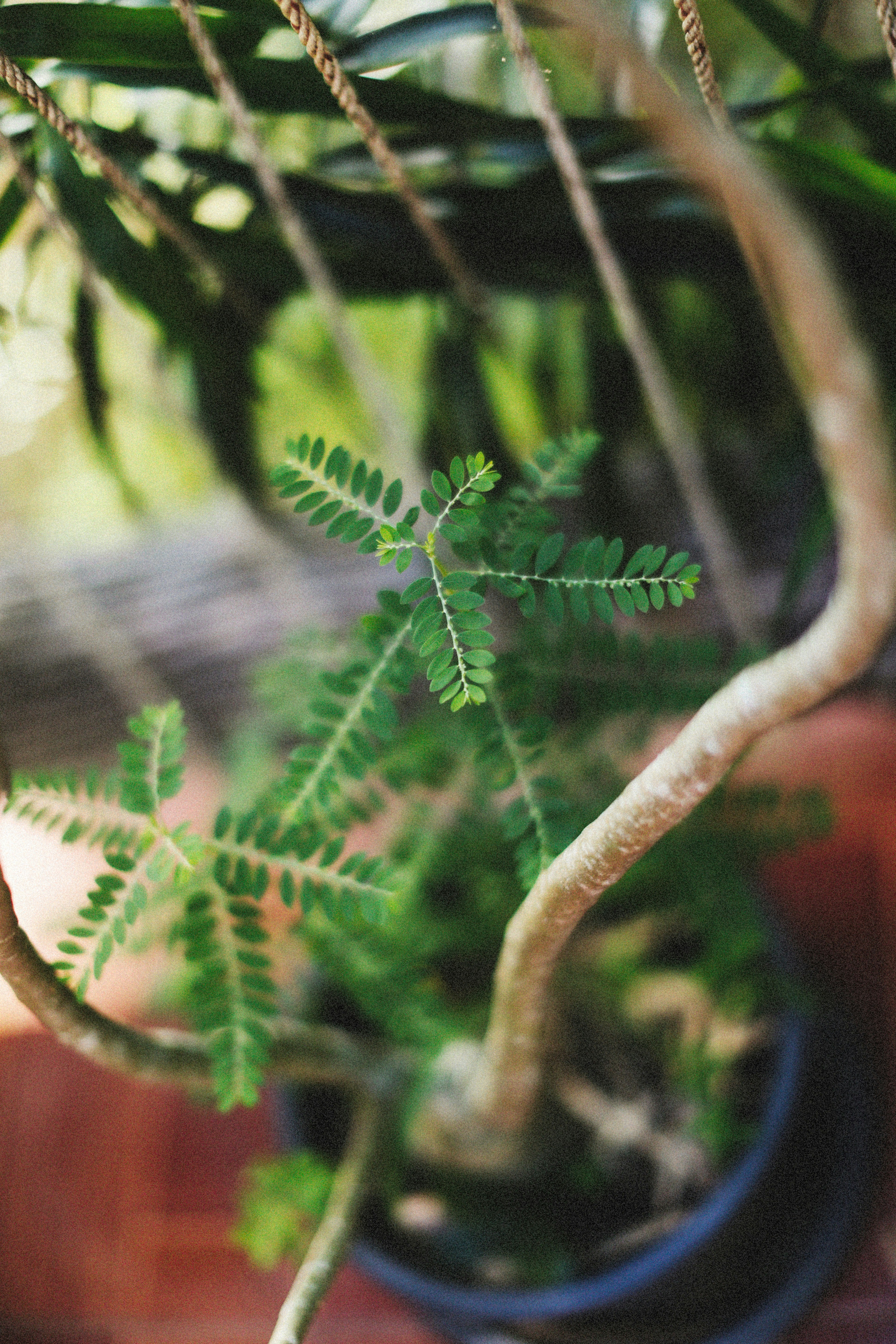 Frond in Focus: A Quiet Green Mosaic