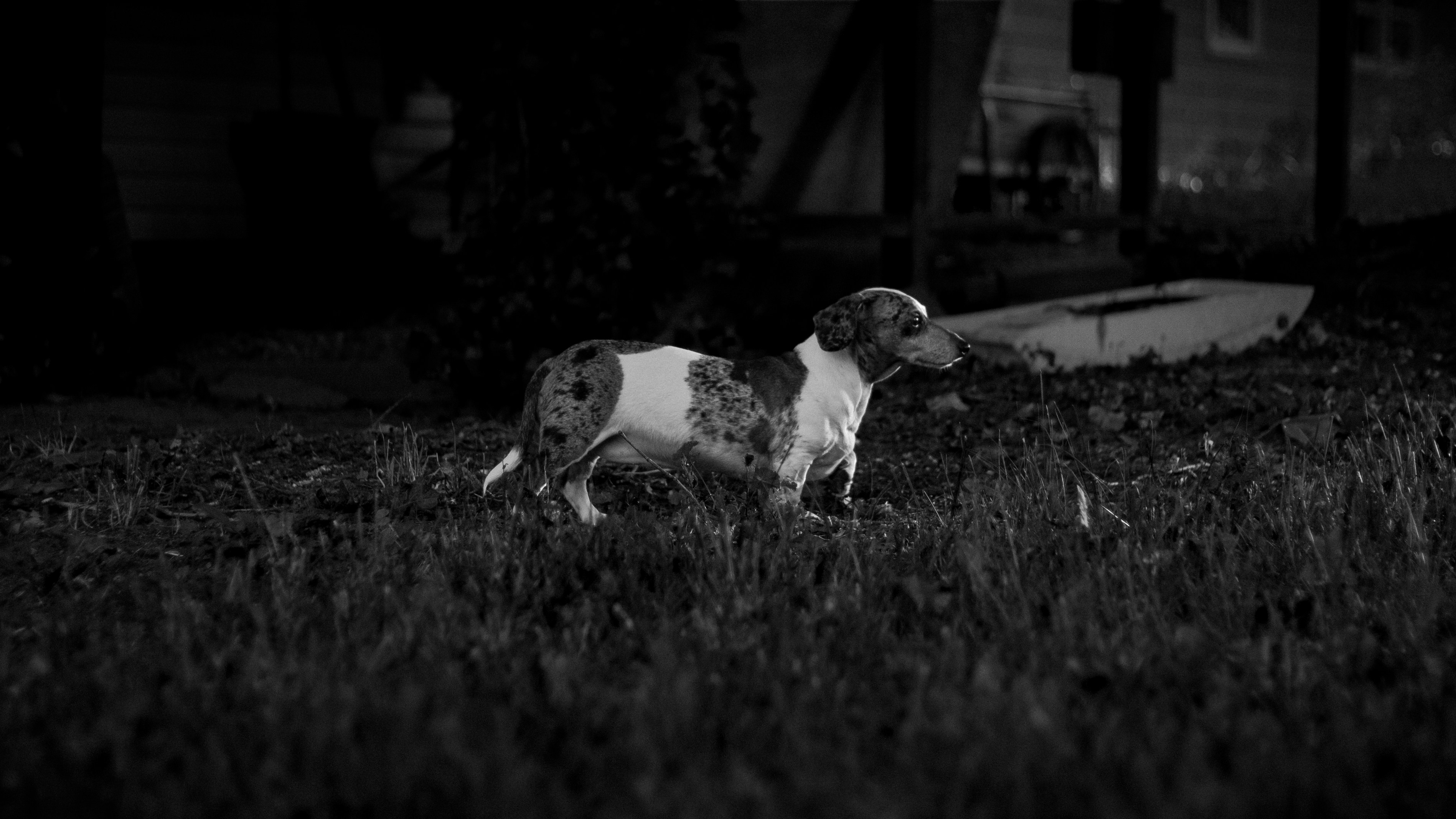 a dog running in a yard