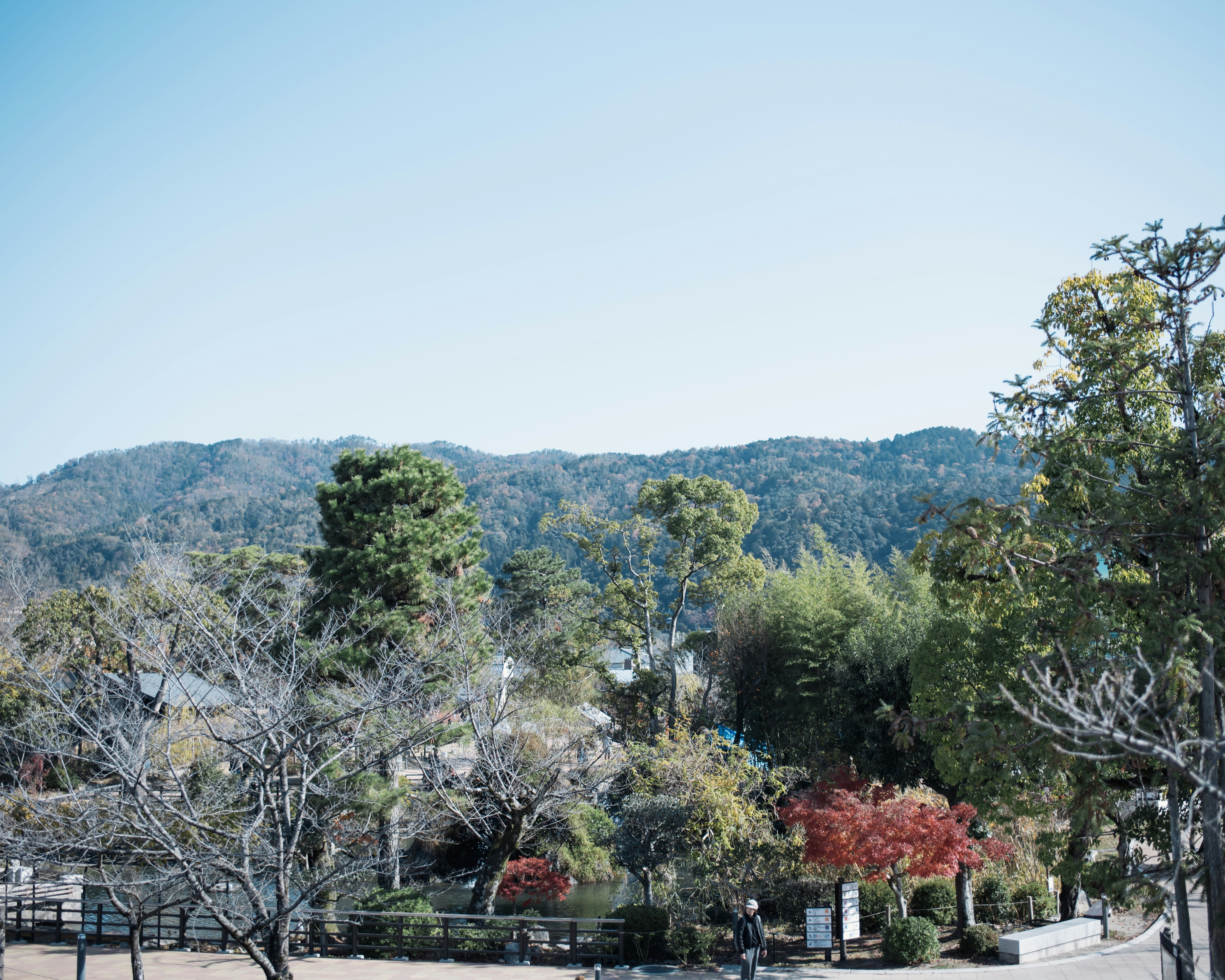 a park with trees and a hill in the background