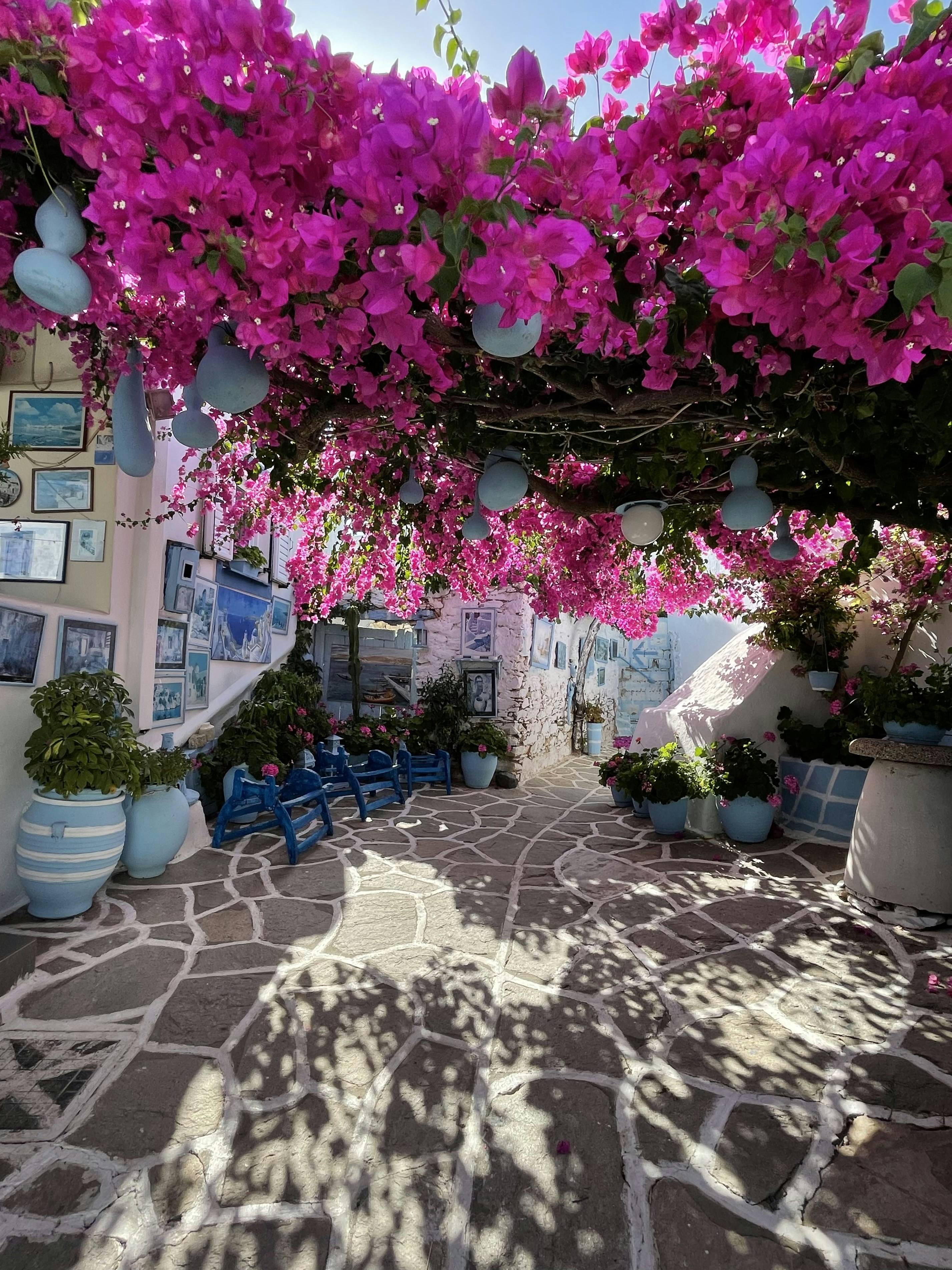 A tree with purple flowers photo – Free Greece Image on Unsplash