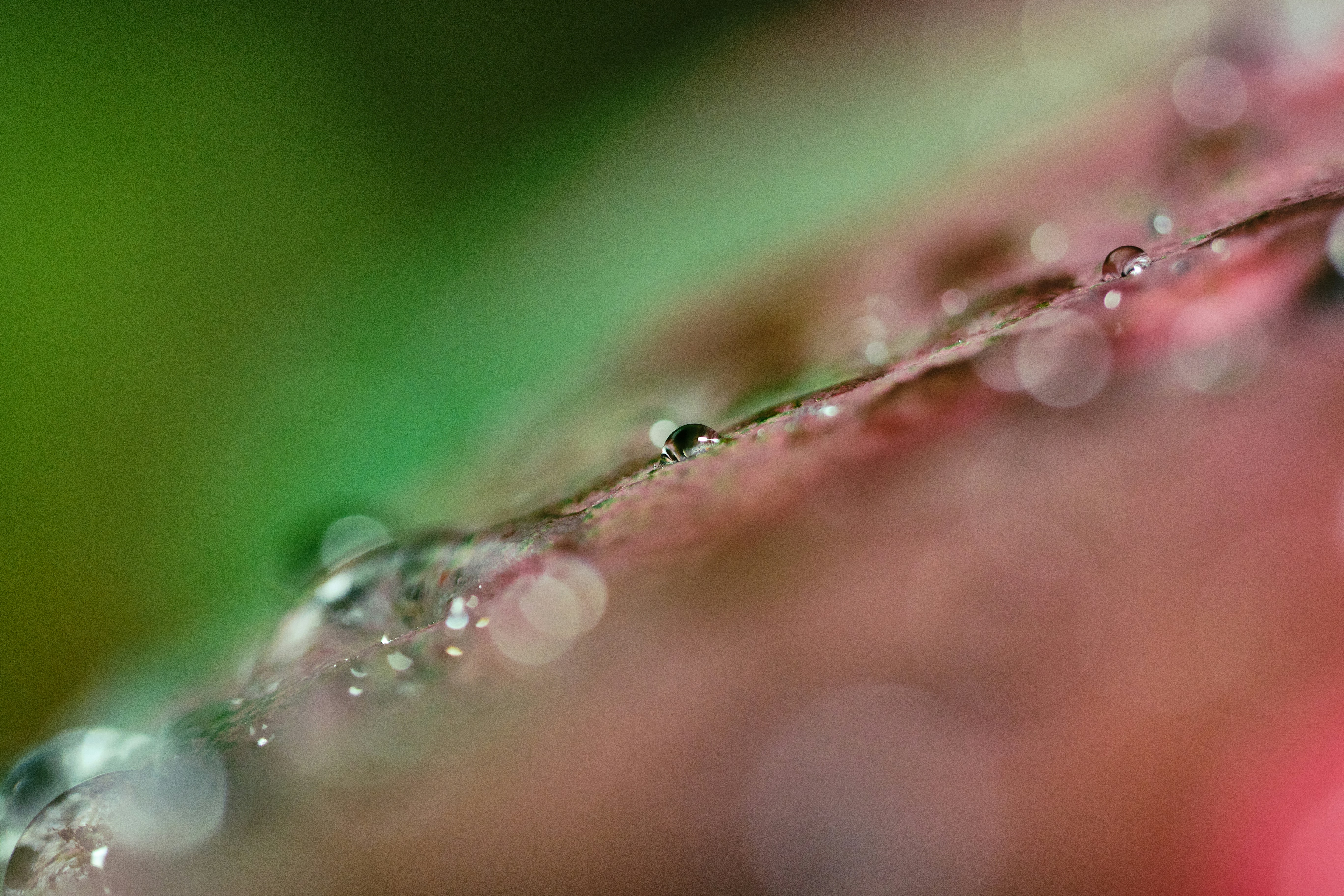 Morning Beads on a Crimson Petal Edge