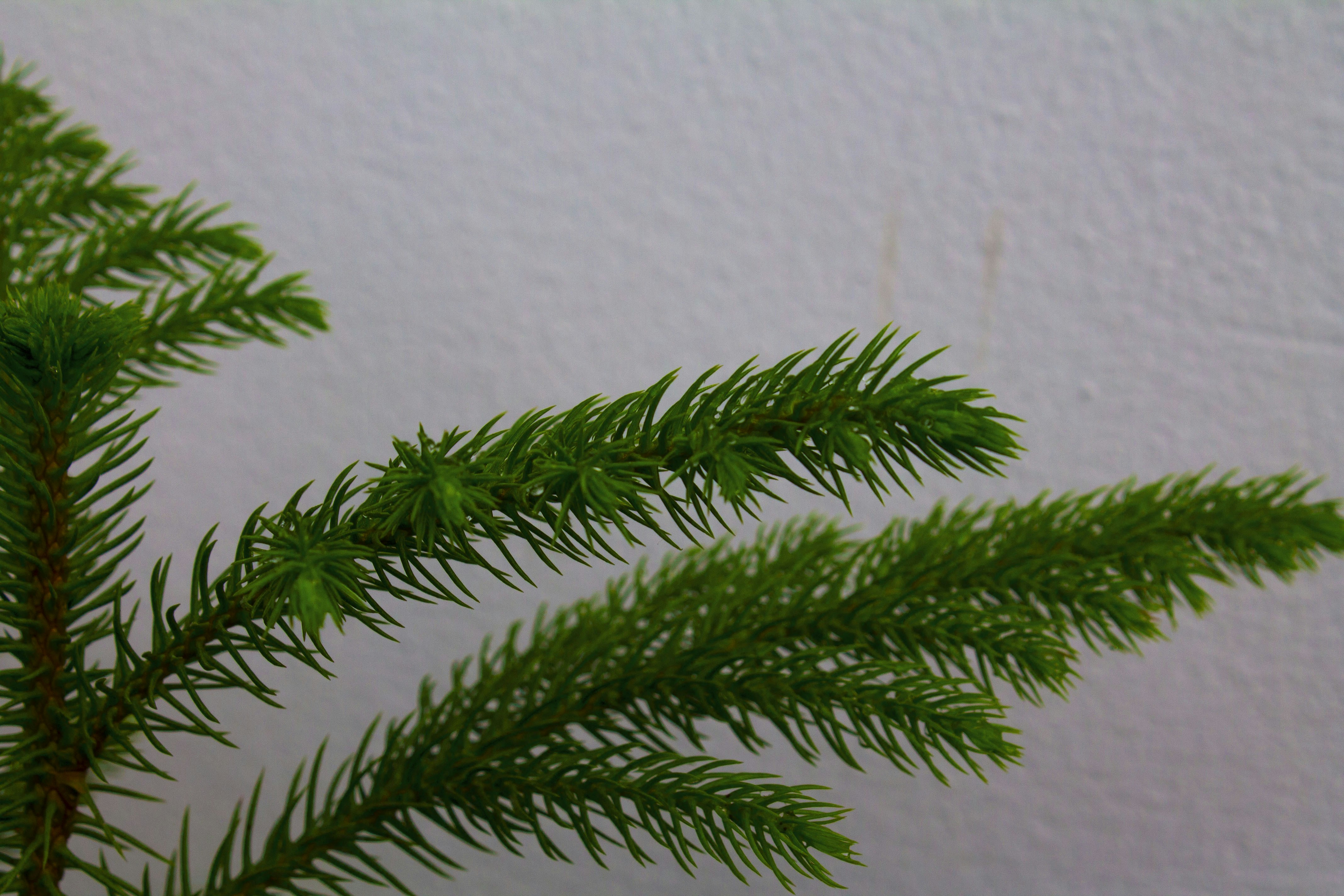 a close-up of a tree branch